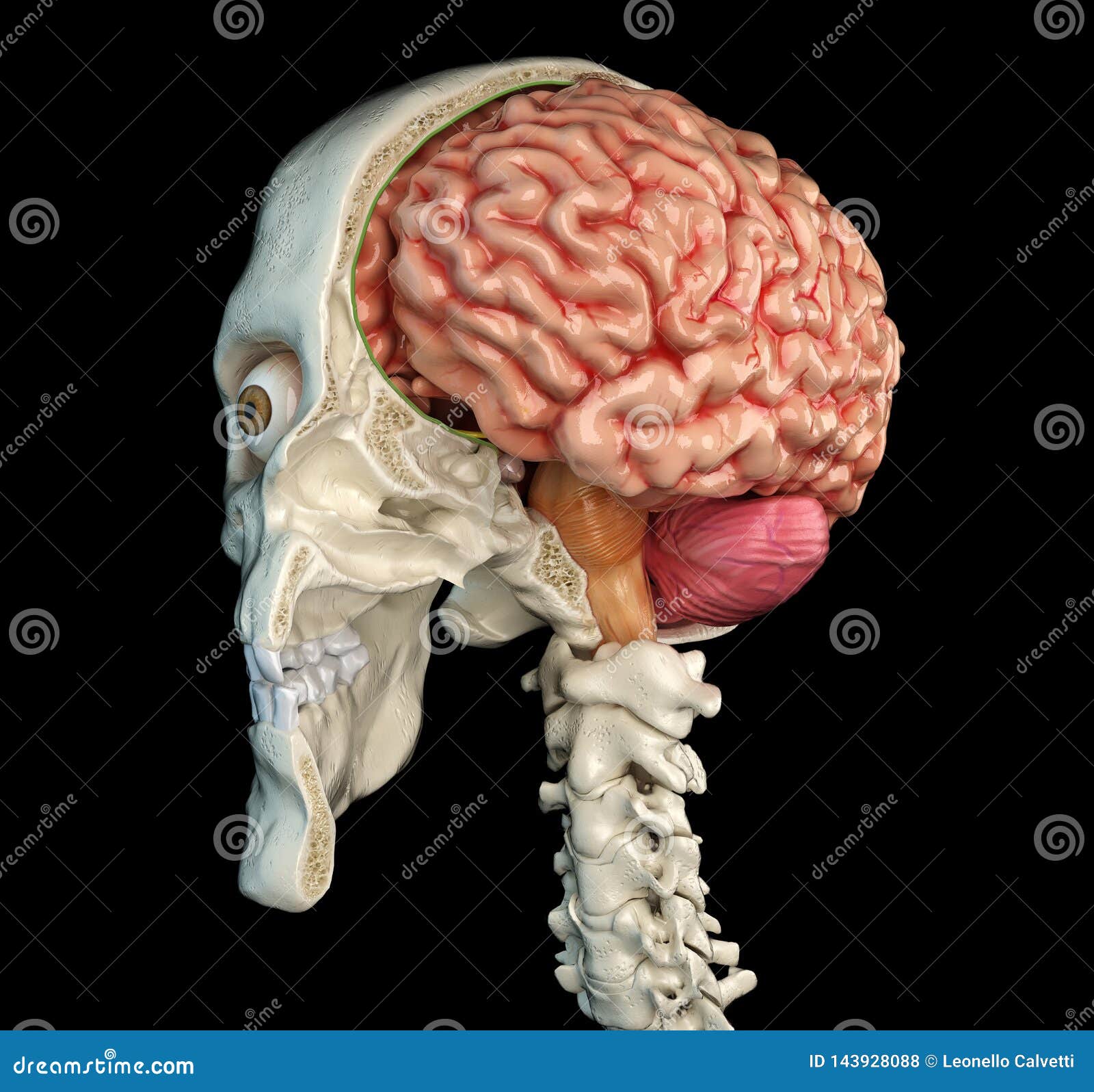 Human Skull Cross Section With Brain Royalty-Free Stock Image ...