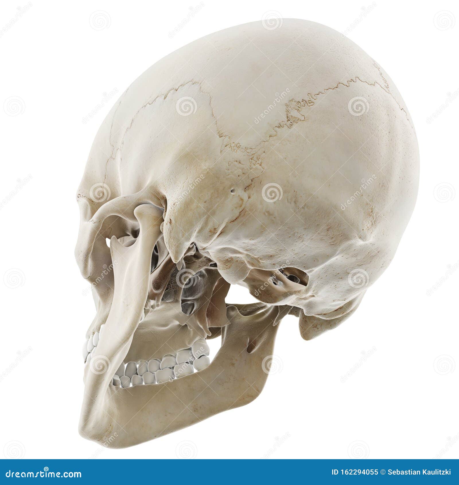 The human skull stock illustration. Illustration of bone - 162294055