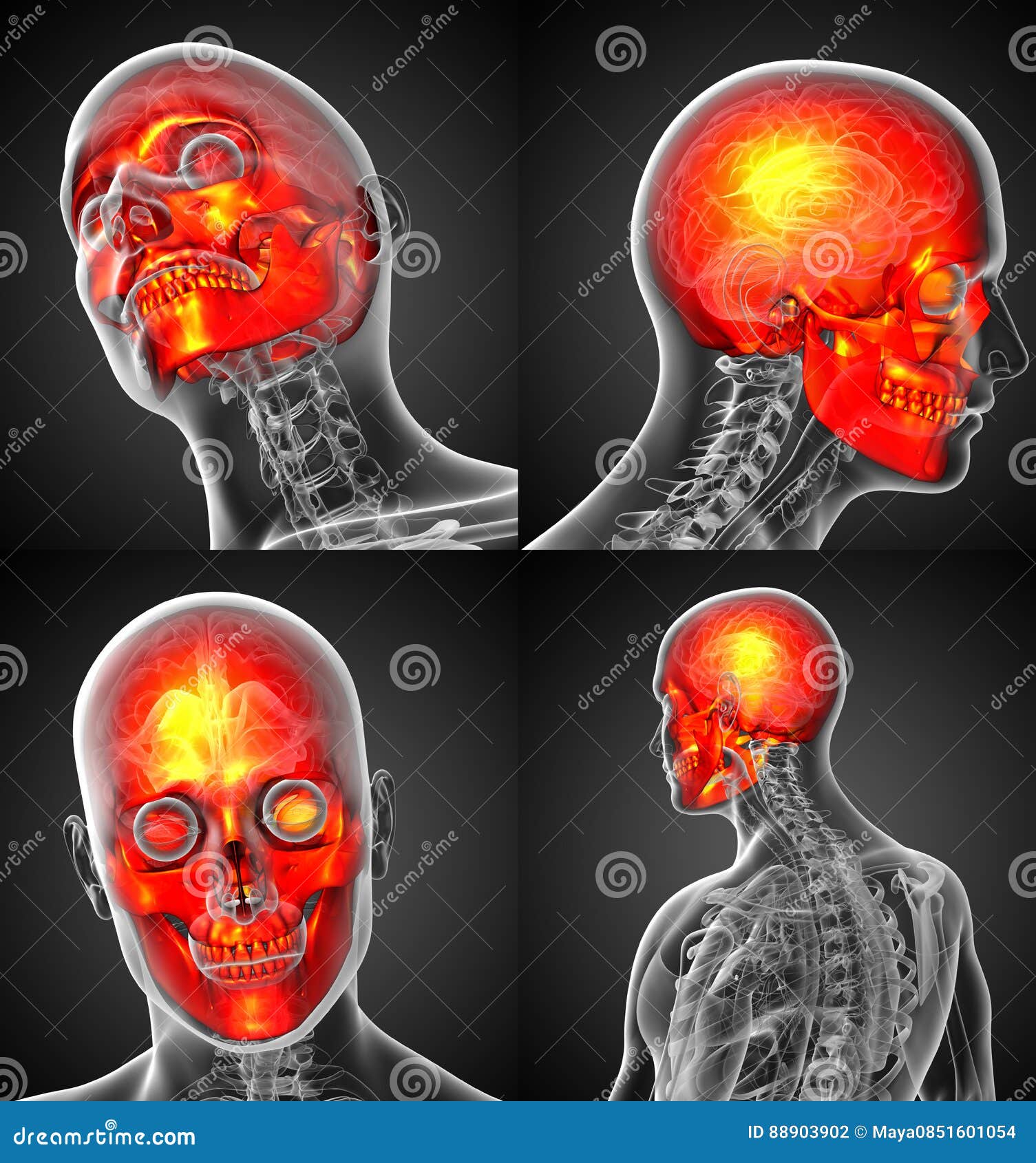 Human skull stock illustration. Illustration of rendering - 88903902