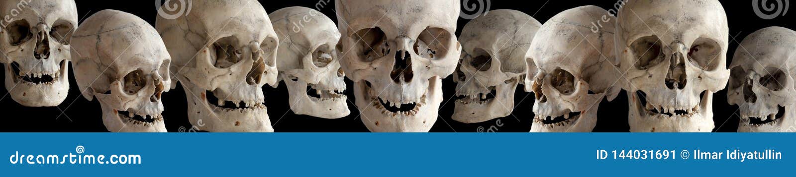 Human Skull at Different Angles on a Black Background. the Header or ...