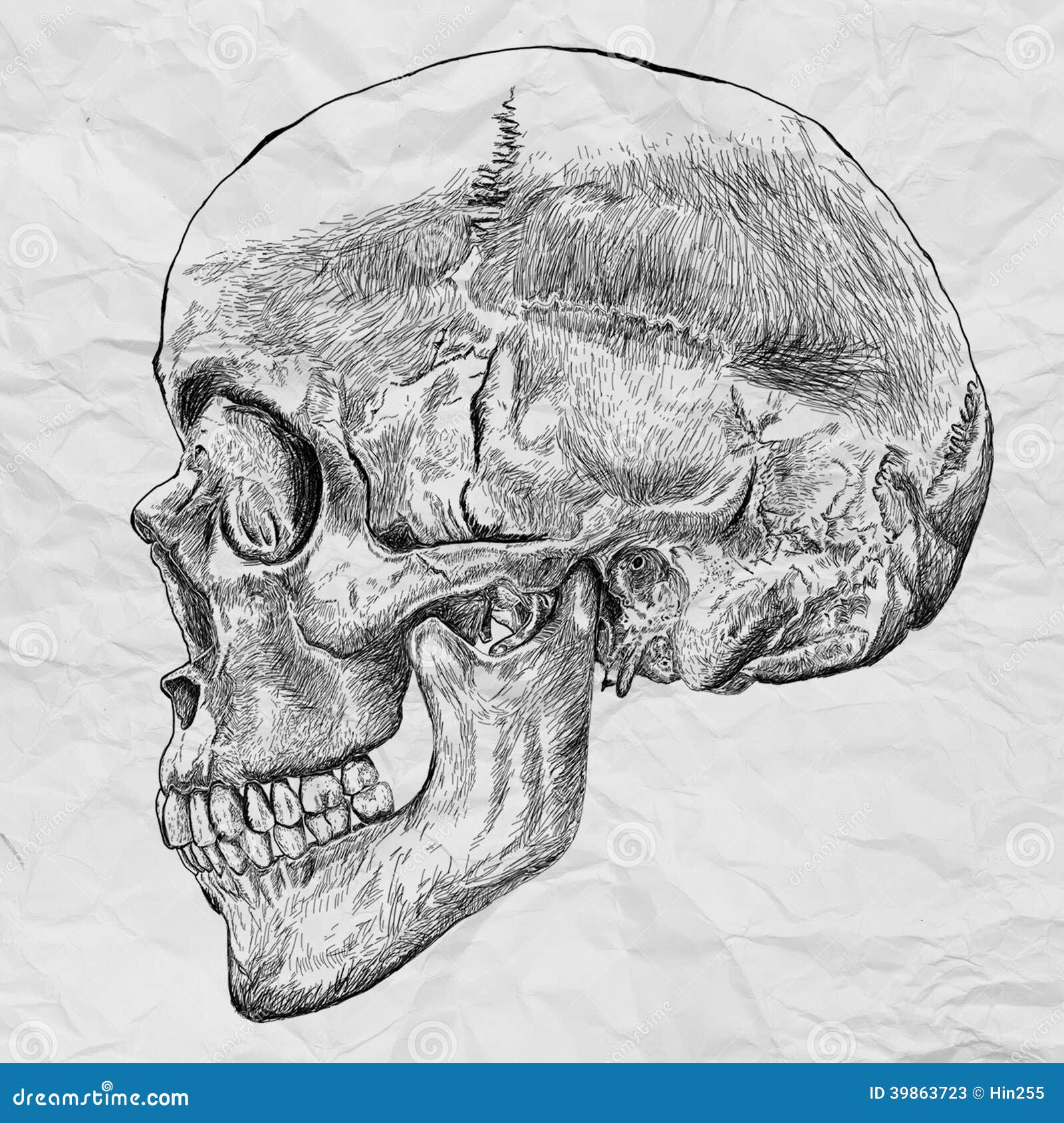 Human Skull Drawing Line on White Crumpled Paper Stock Illustration ...