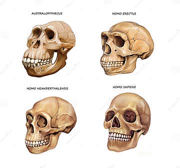 Human skull evolution stock illustration. Illustration of prehistory ...