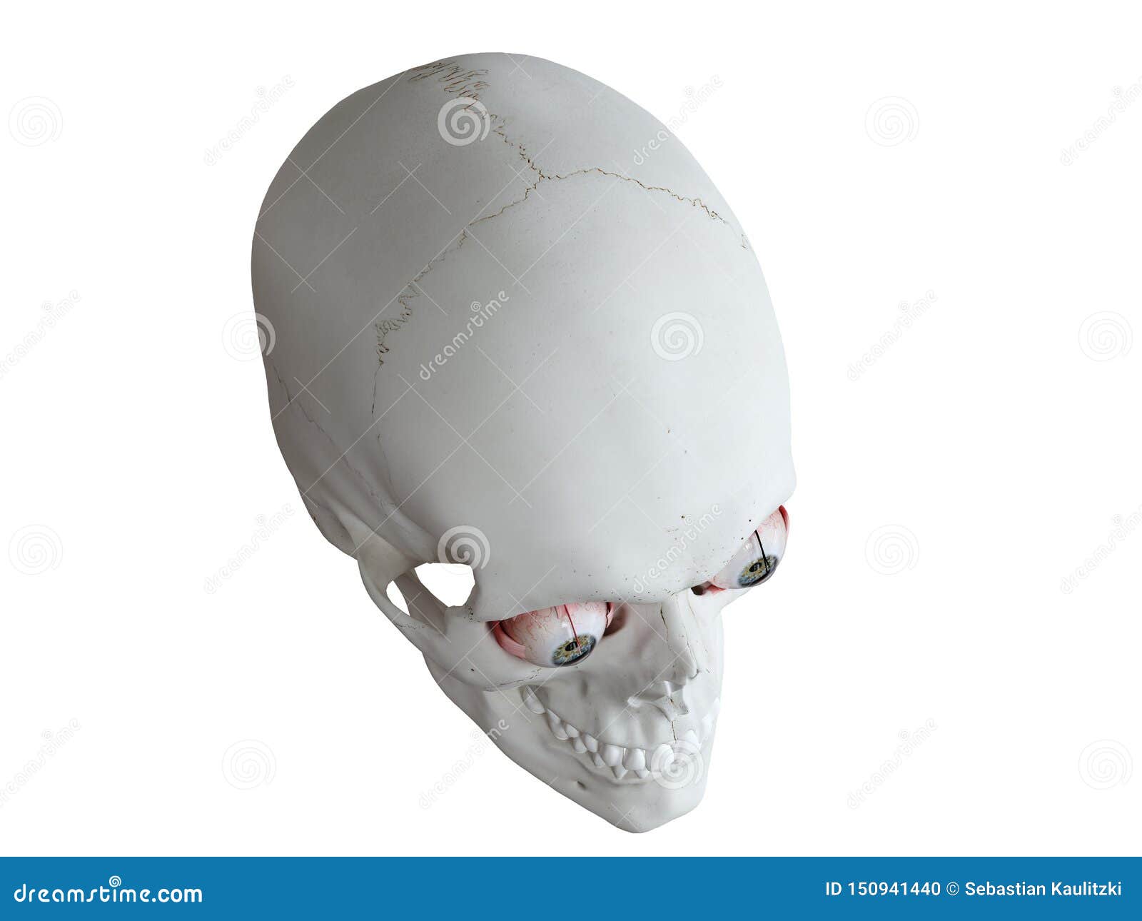 A human skull and eyes stock illustration. Illustration of anatomy ...