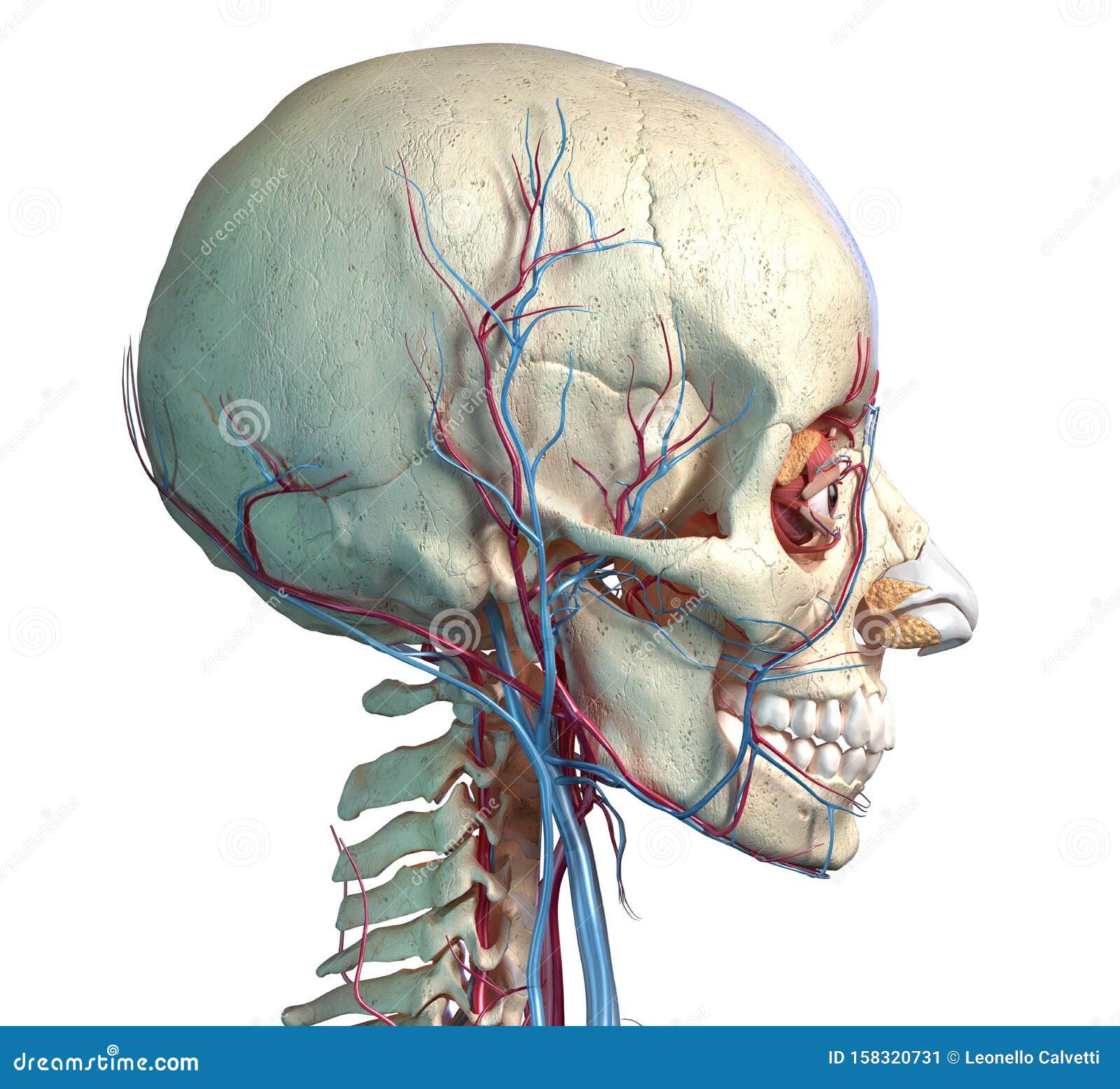 Human Skull with Eyes, Veins and Arteries. Side View Stock Illustration ...