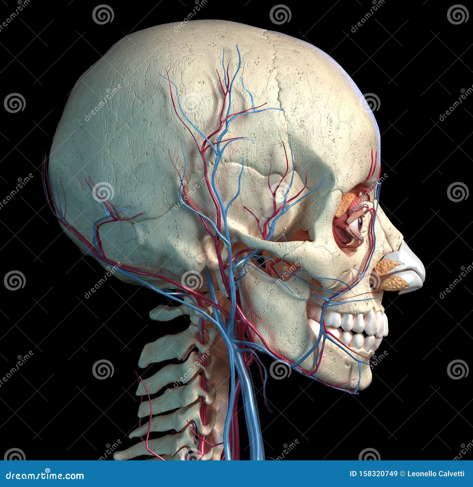Human Skull with Eyes, Veins and Arteries. Side View Stock Illustration ...