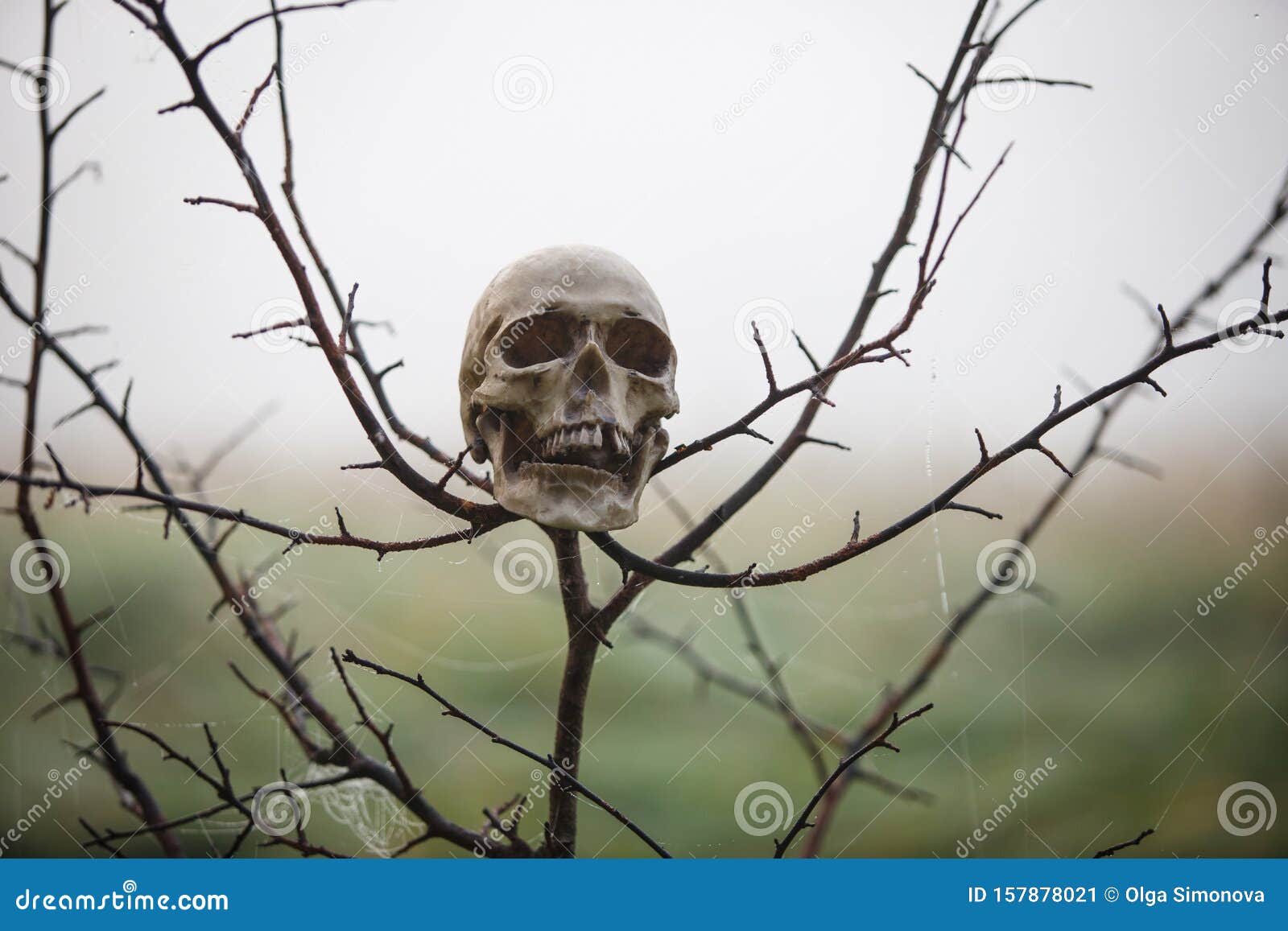 A Human Skull in the Fog is Worn on the Branches of a Tree, from Which ...