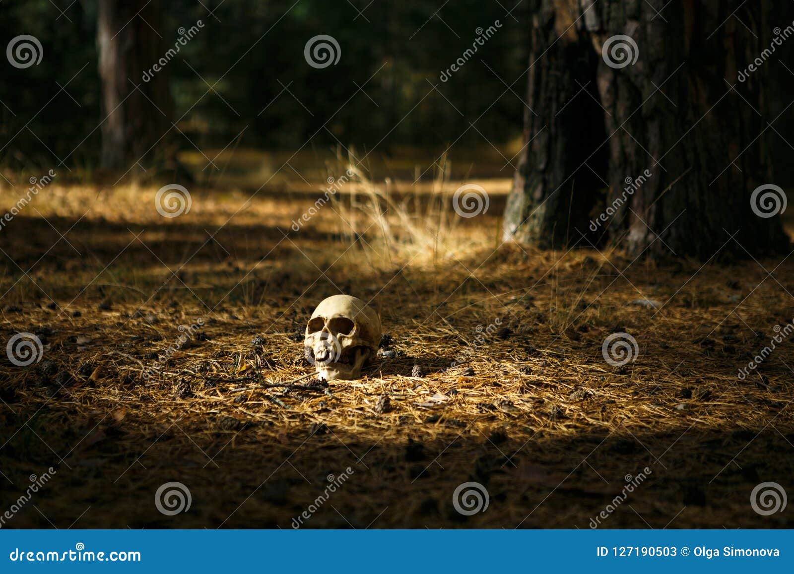 Human Skull in the Forest on the Ground Near the Tree Trunk, Sprinkled ...