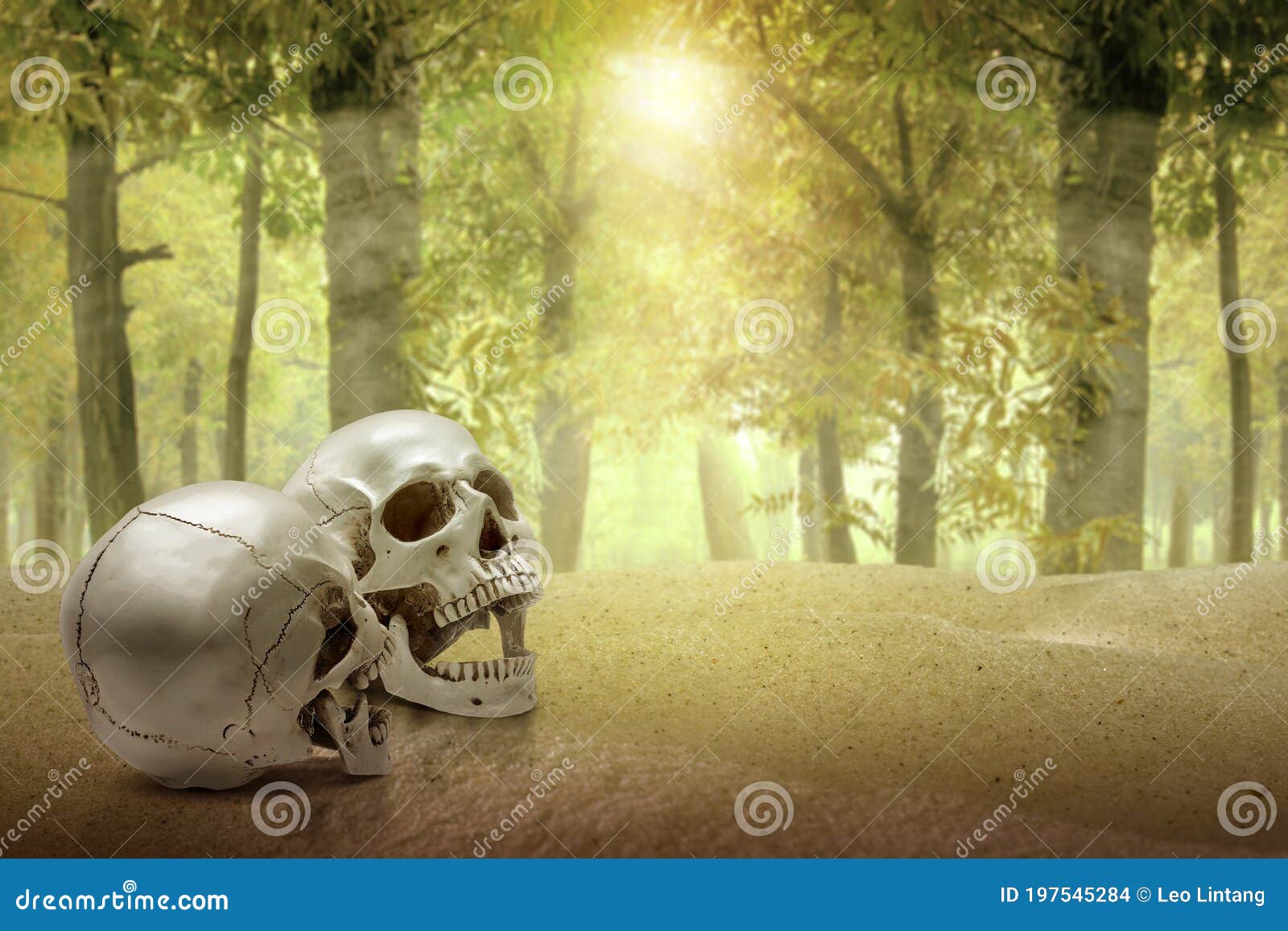 Human skull on the ground stock photo. Image of closeup - 197545284