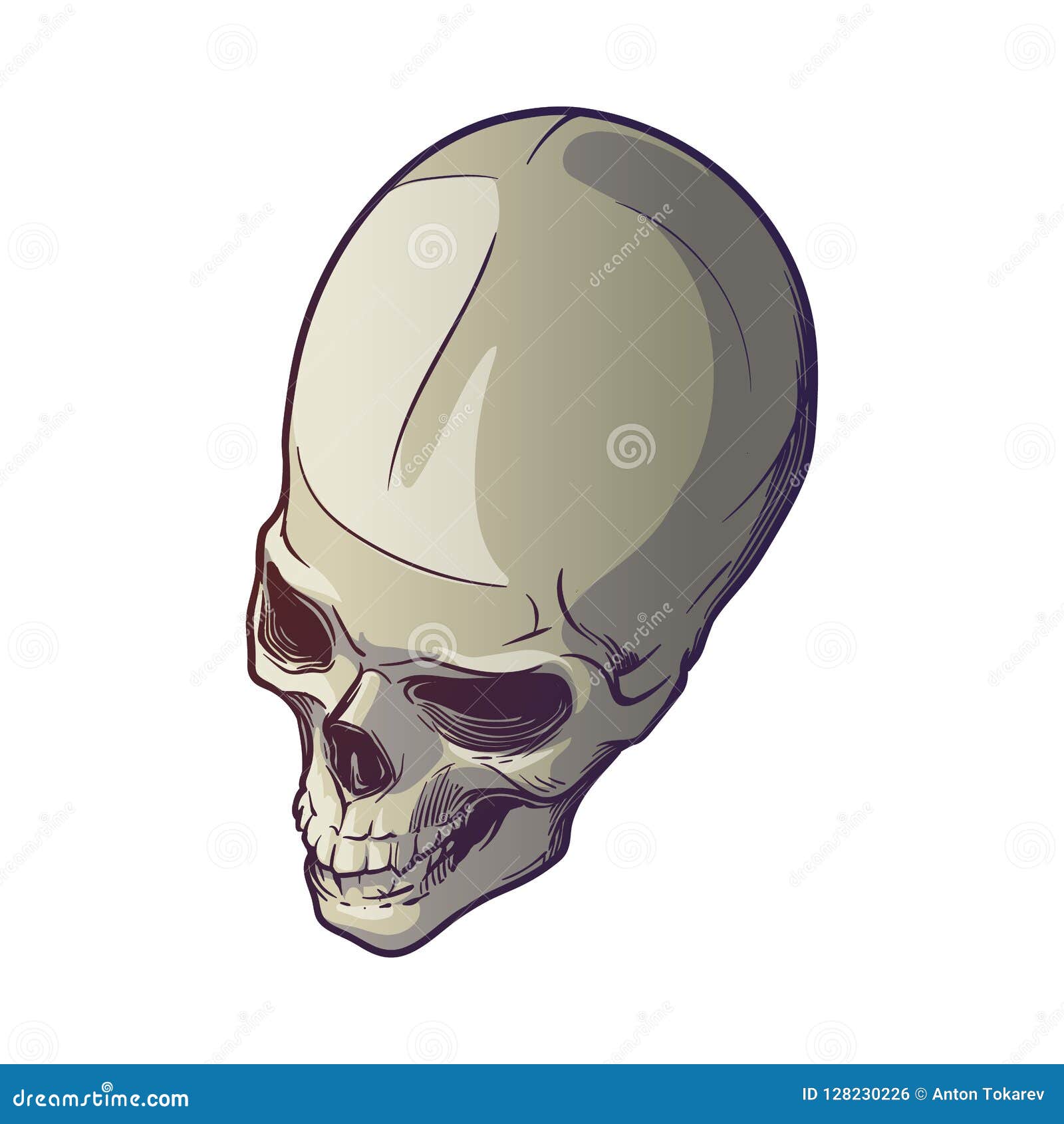 Human Skull Hand Drawing. Top Angle. Linear Drawing Painted in 3 Shades ...