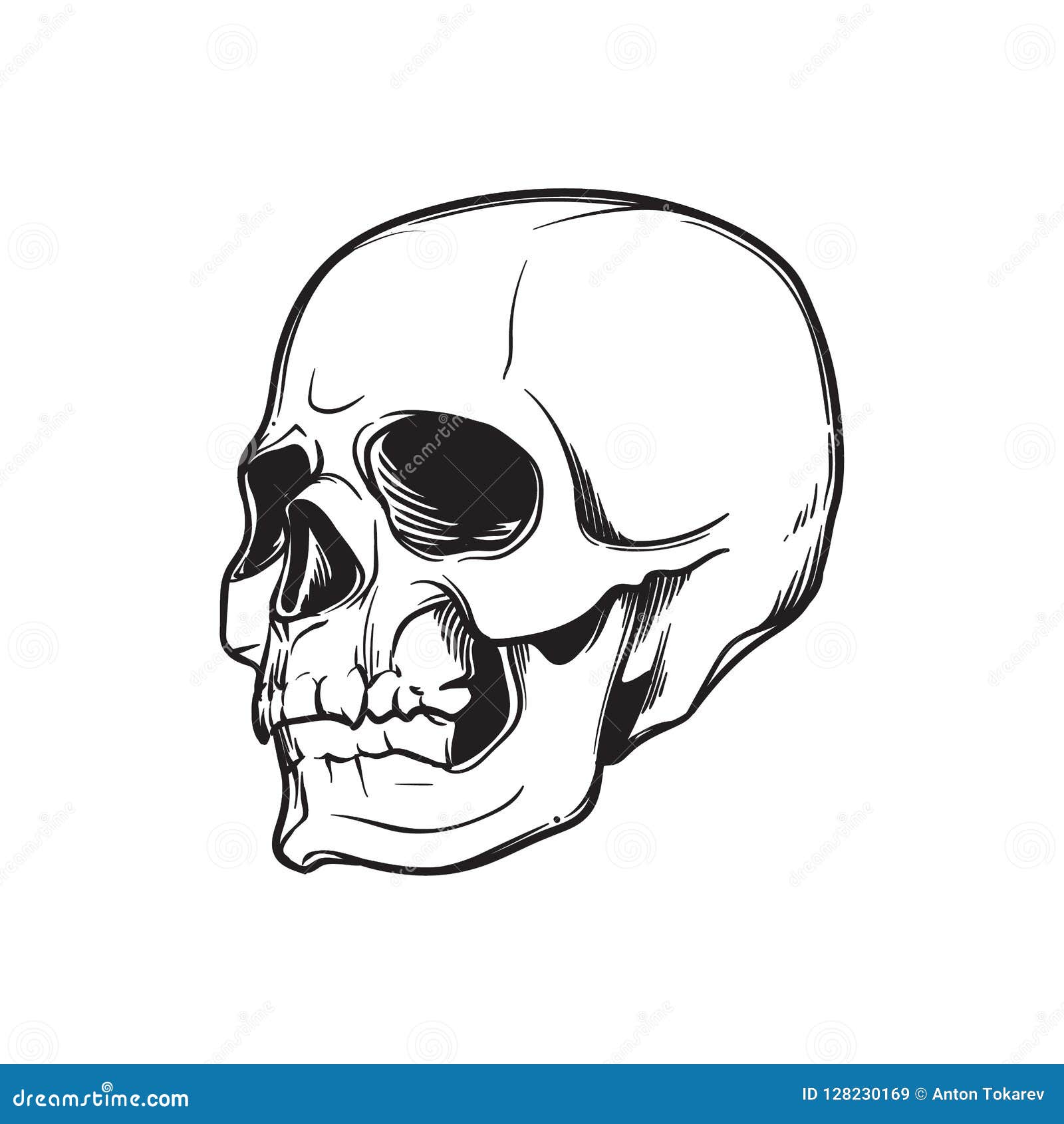 Skull Angle Stock Illustrations – 219 Skull Angle Stock Illustrations ...