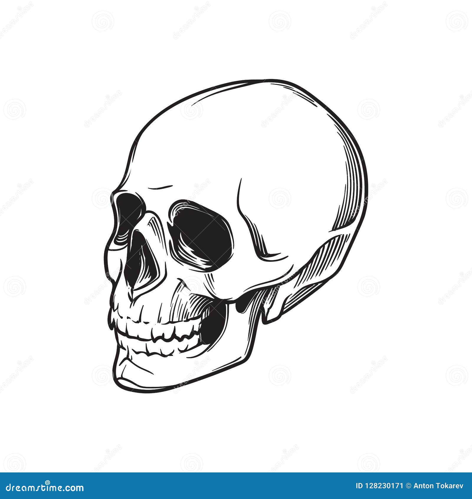 Dead Tree And Skull Drawings