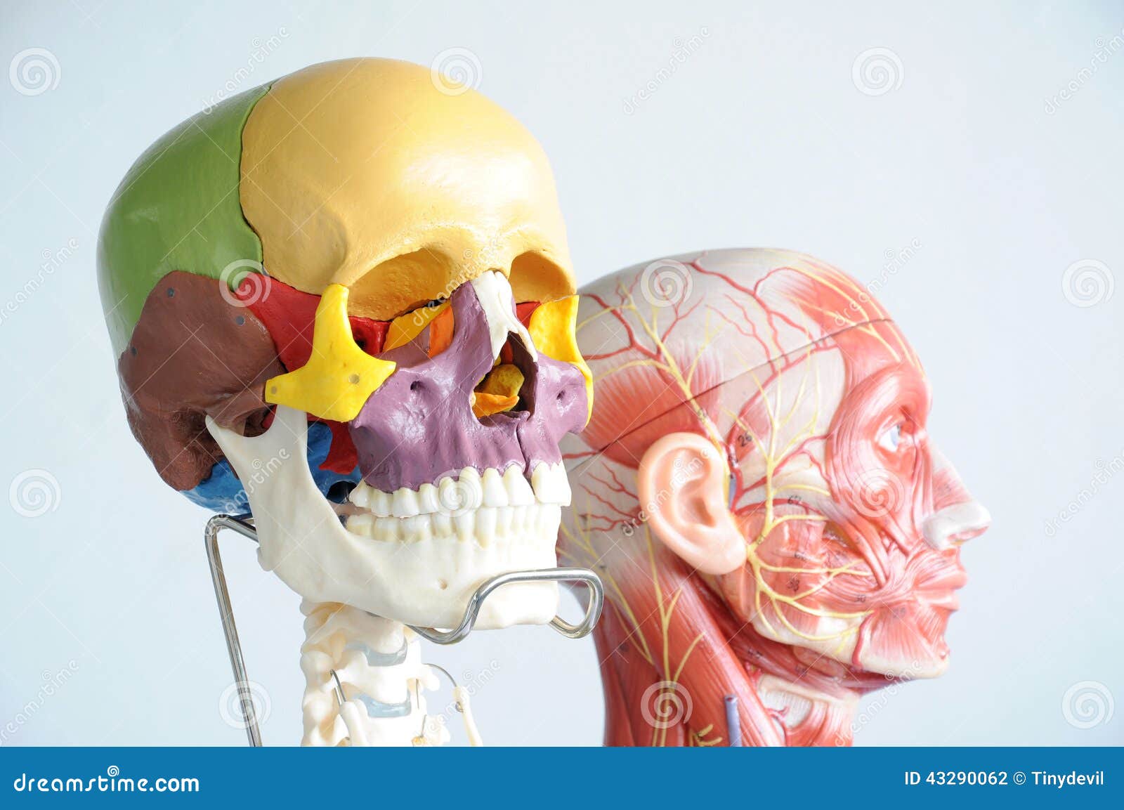 Human skull and head stock photo. Image of doctor, body - 43290062