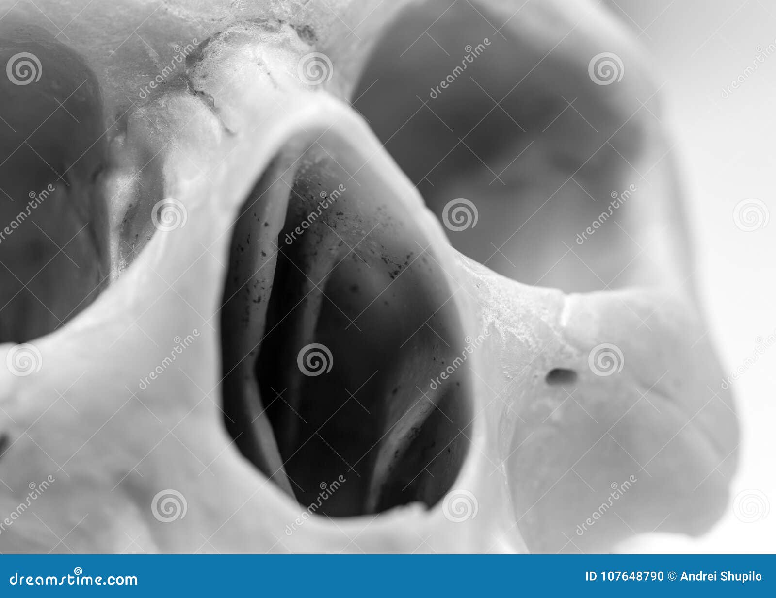 Human skull stock photo. Image of appearance, heal, graveyard - 107648790