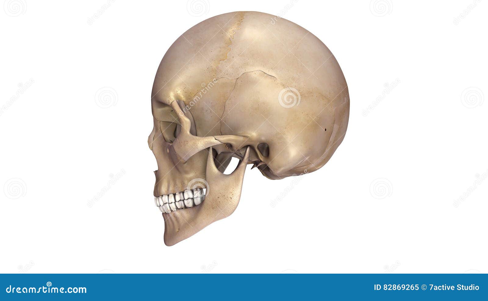 Human Skull Lateral View stock illustration. Illustration of head ...