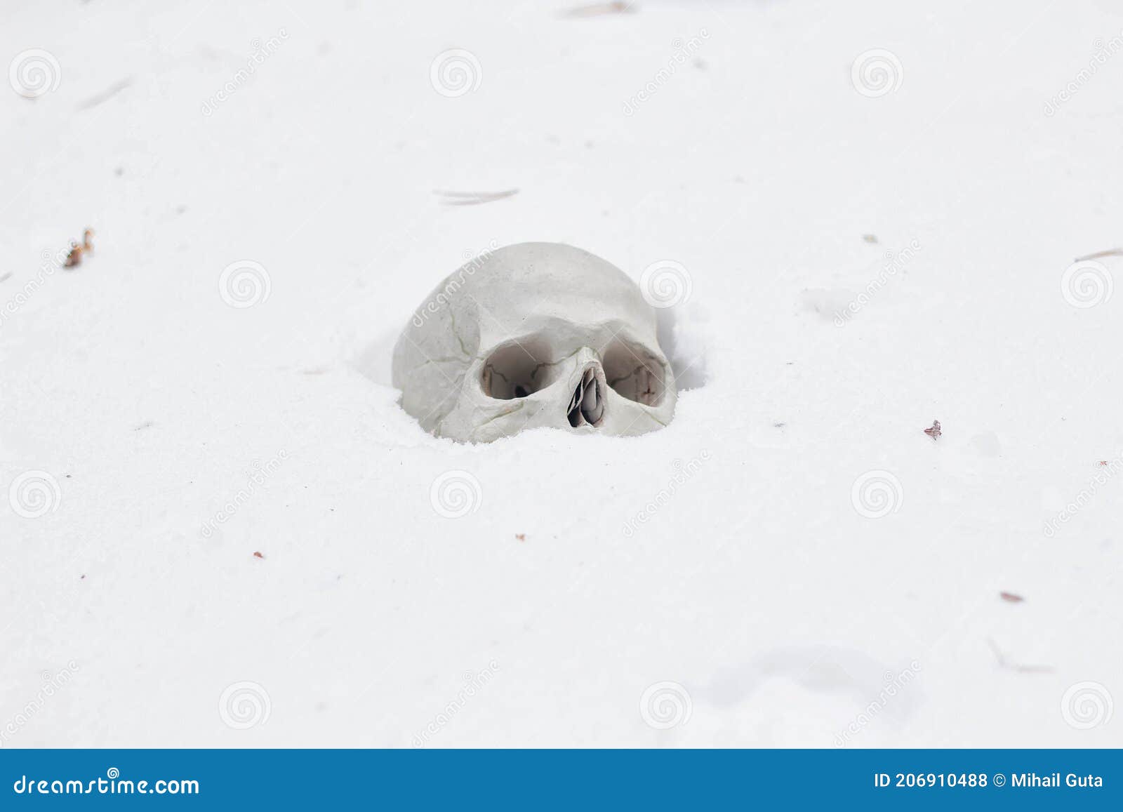 Cold Dead Scraggly Bush Stock Photography | CartoonDealer.com #170801474