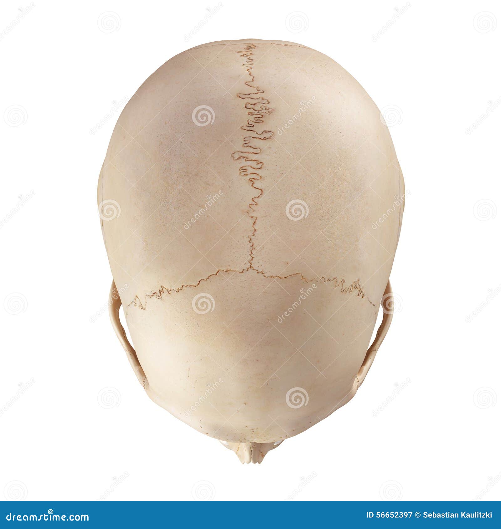 The human skull stock illustration. Illustration of accurate - 56652397