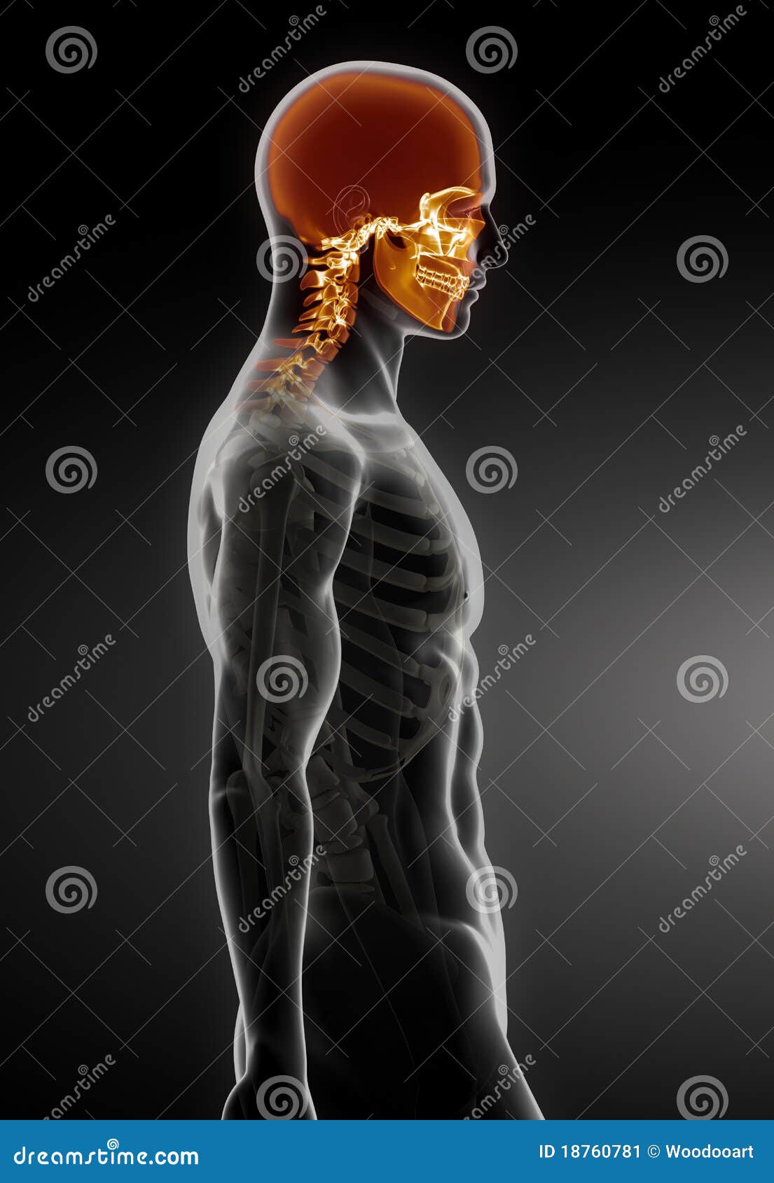 Human Skull Medical Stock Illustrations – 21,486 Human Skull Medical ...