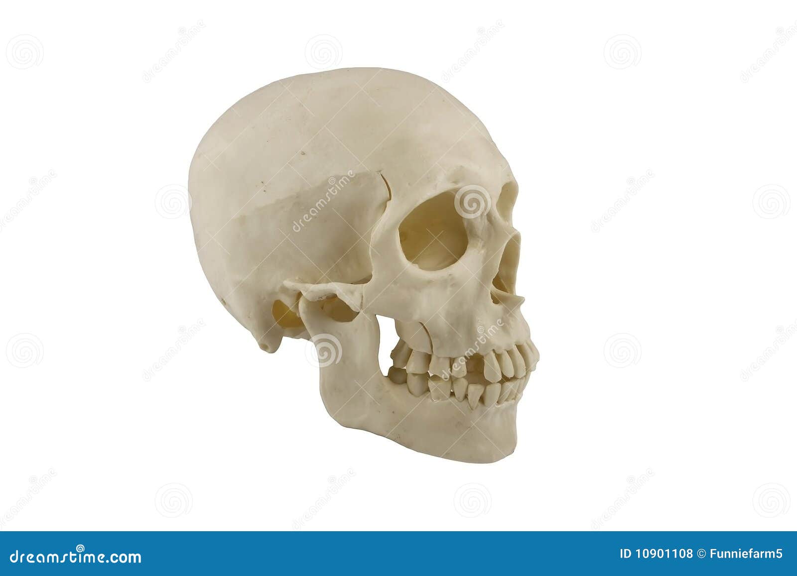 Human Skull model stock illustration. Illustration of frontal - 10901108