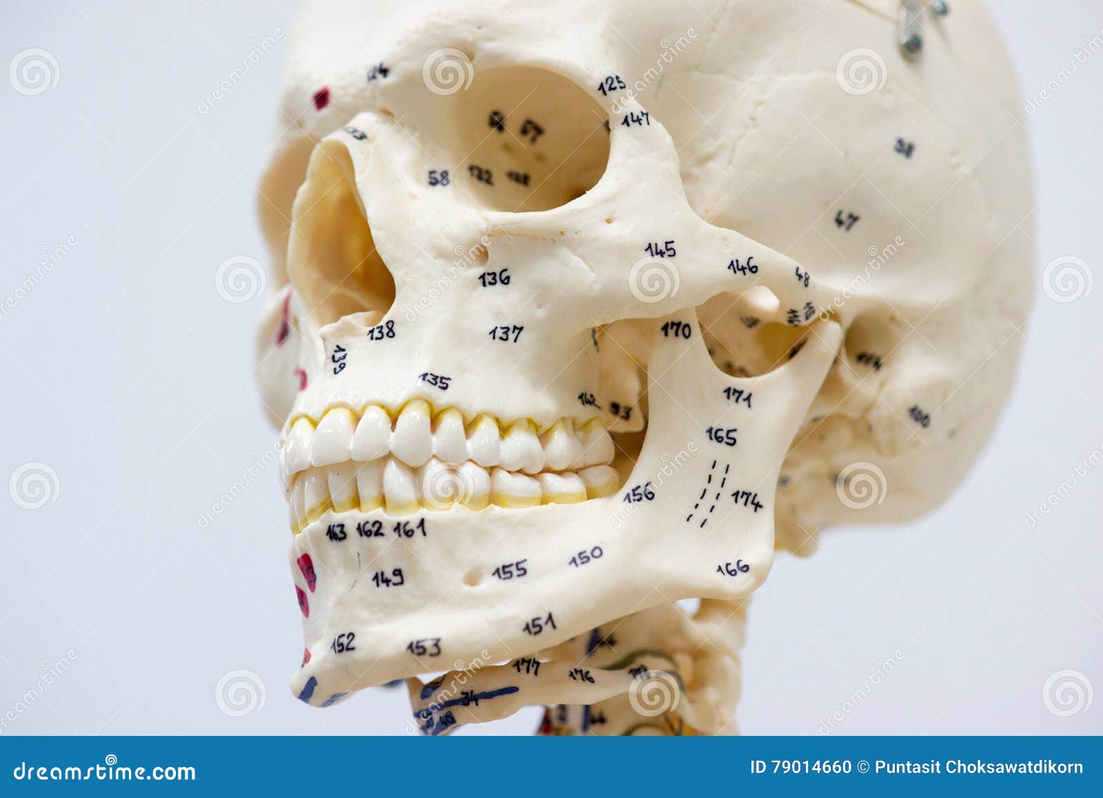 Human skull model stock photo. Image of model, isolated - 79014660