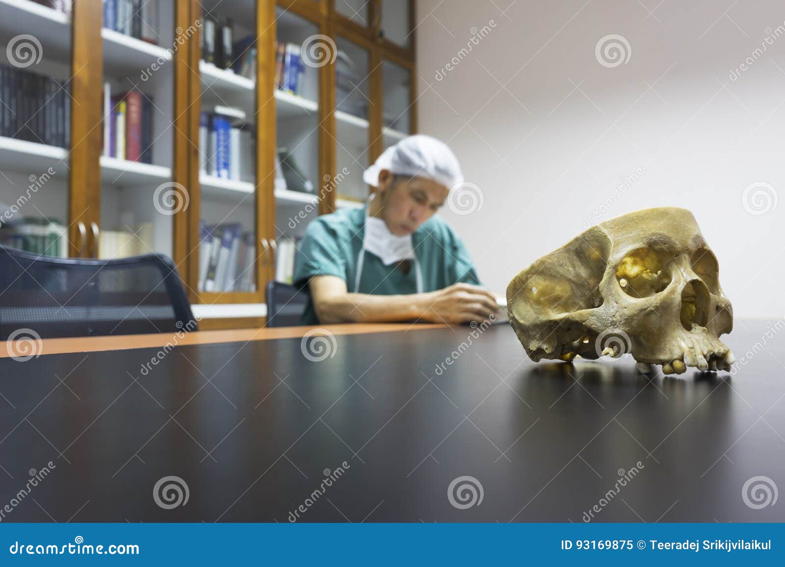 Human Skull Model in the Library Stock Image - Image of surgeon ...