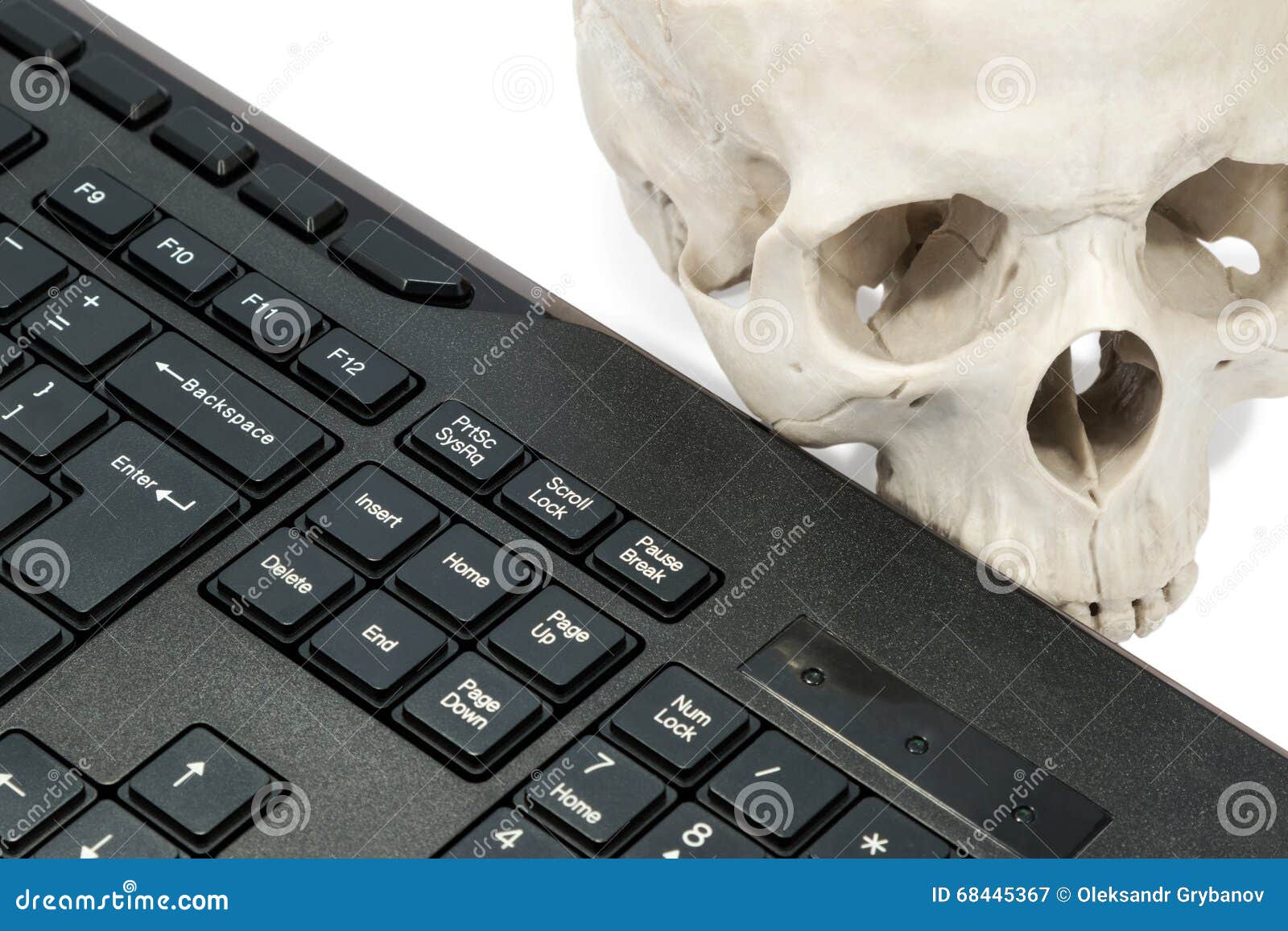 Human Skull Near the Keyboard Stock Image - Image of cranium, corpse ...