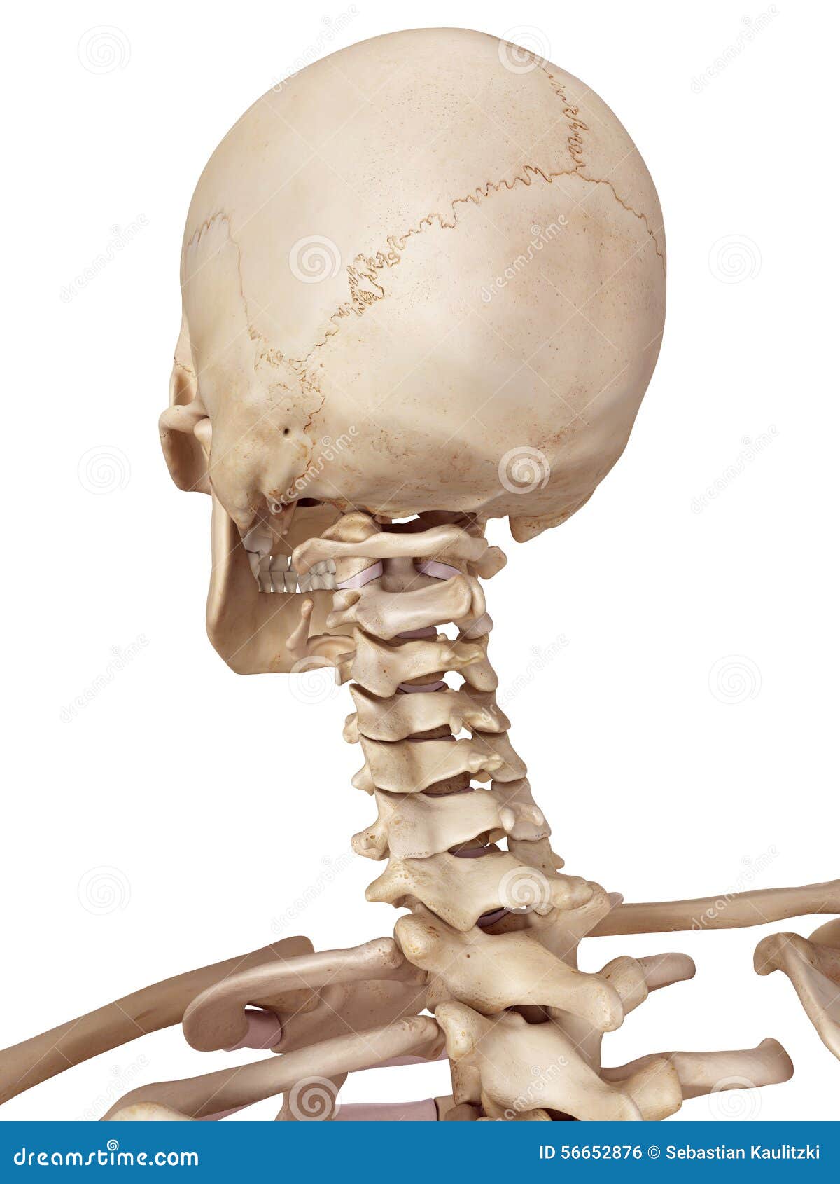 The human skull and neck stock illustration. Illustration of neck ...