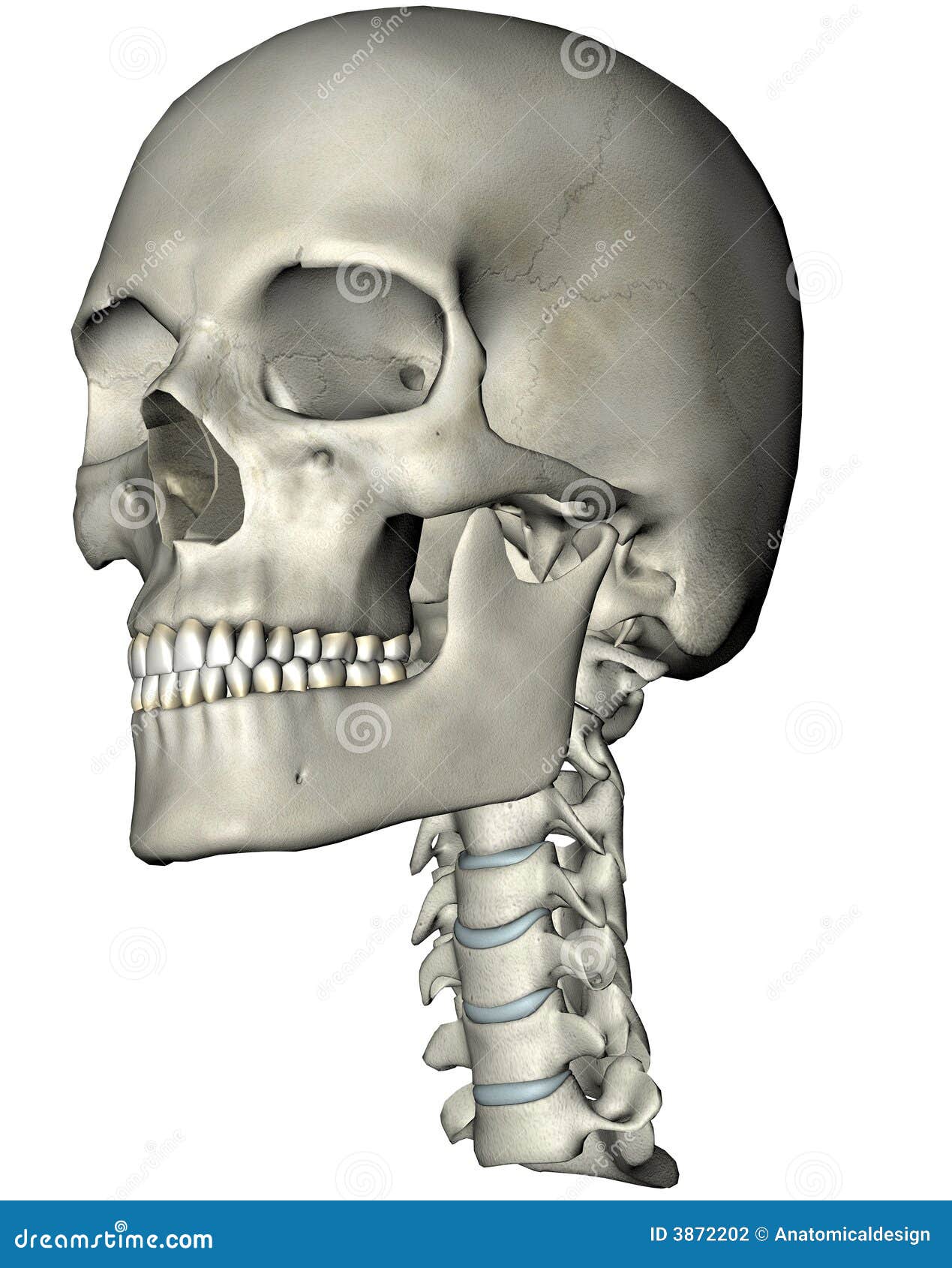 Human Skull And Neck Oblique Stock Photography - Image: 3872202