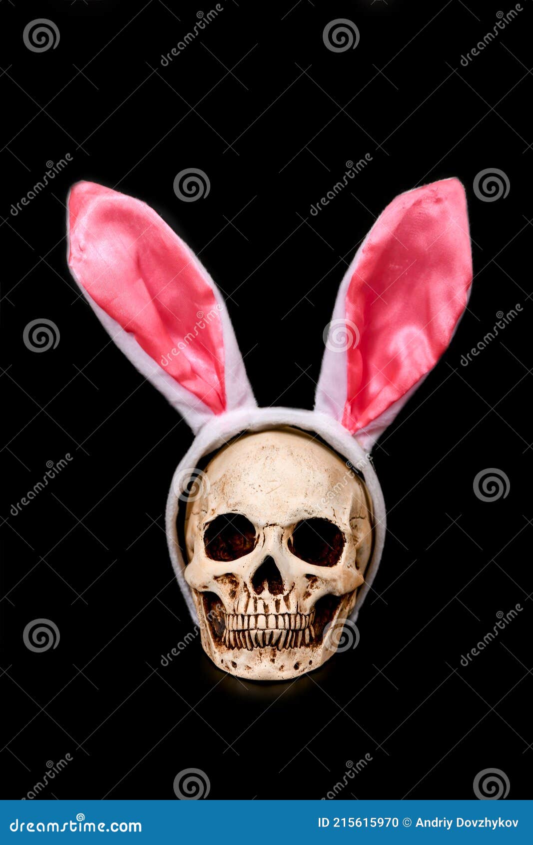 Human Skull with Pink Easter Ears on a Black Background Stock Photo ...