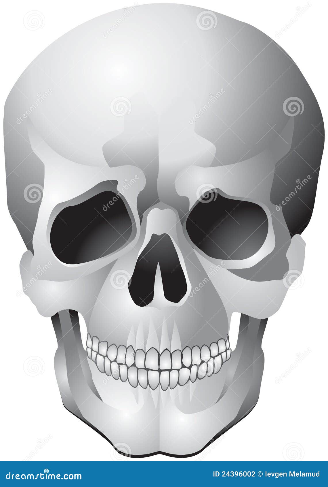 Human Skull Realistic Vector Illustration Stock Photography - Image ...