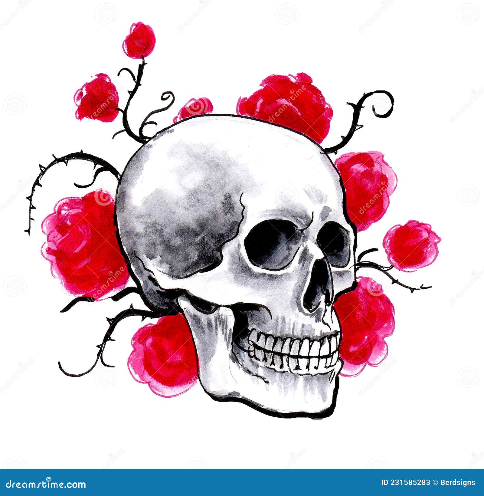 Human skull and red roses stock illustration. Illustration of dead ...
