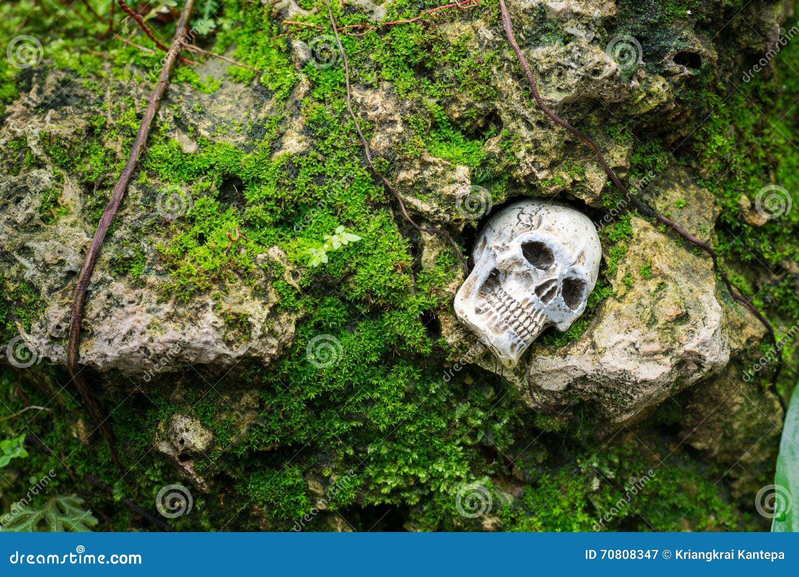 Human Skull on the Reef with Moss Stock Image - Image of grunge, model ...
