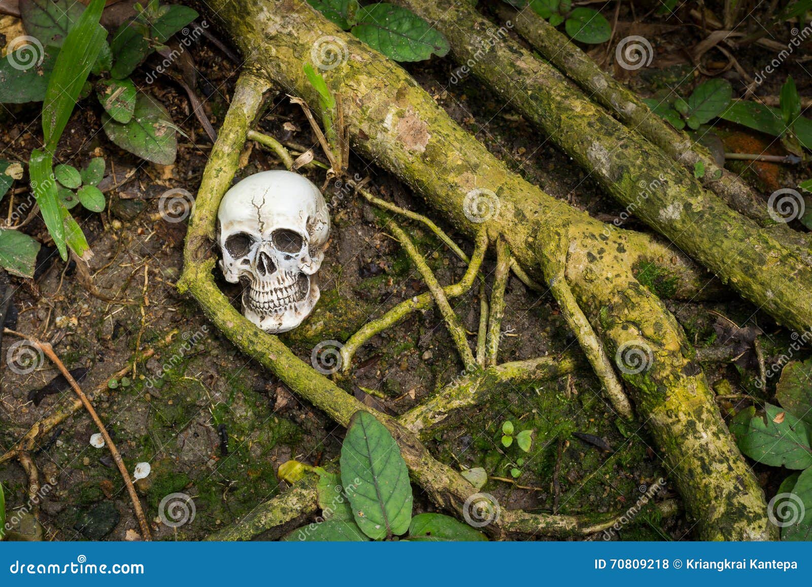 Human Skull in the Reef on Roots Decay with Mo Stock Photo - Image of ...