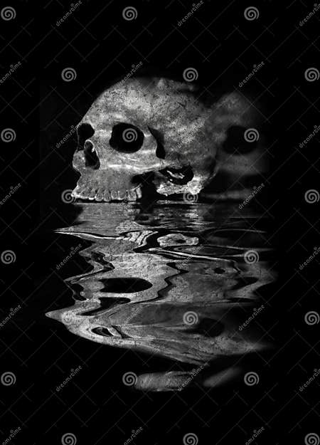 Human skull and reflection stock photo. Image of skeleton - 20982306