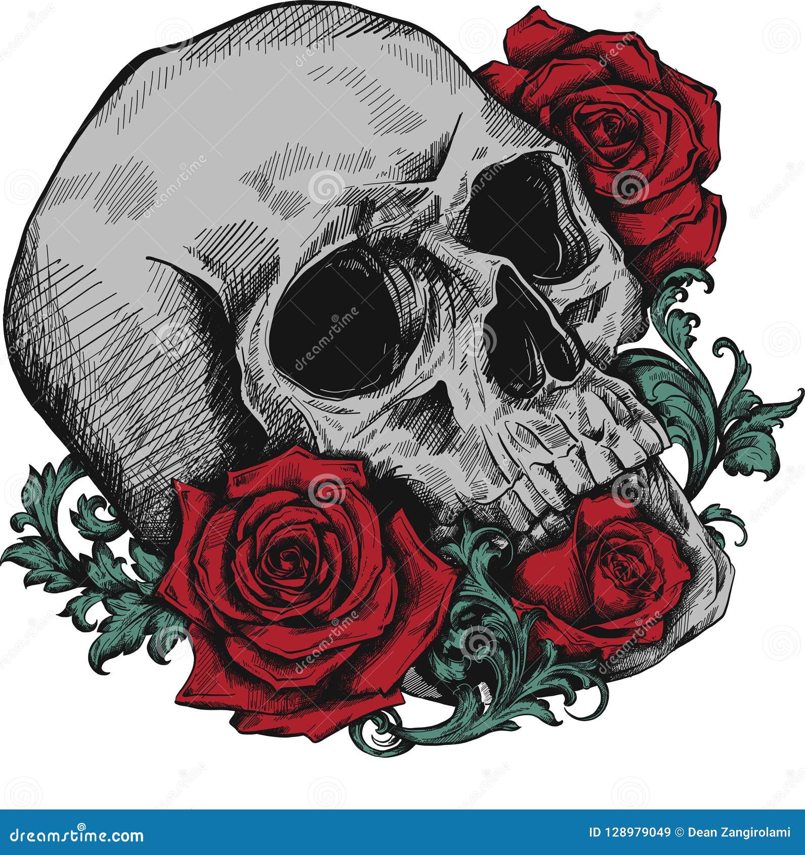 A Human Skull with Roses on White Background Stock Illustration ...