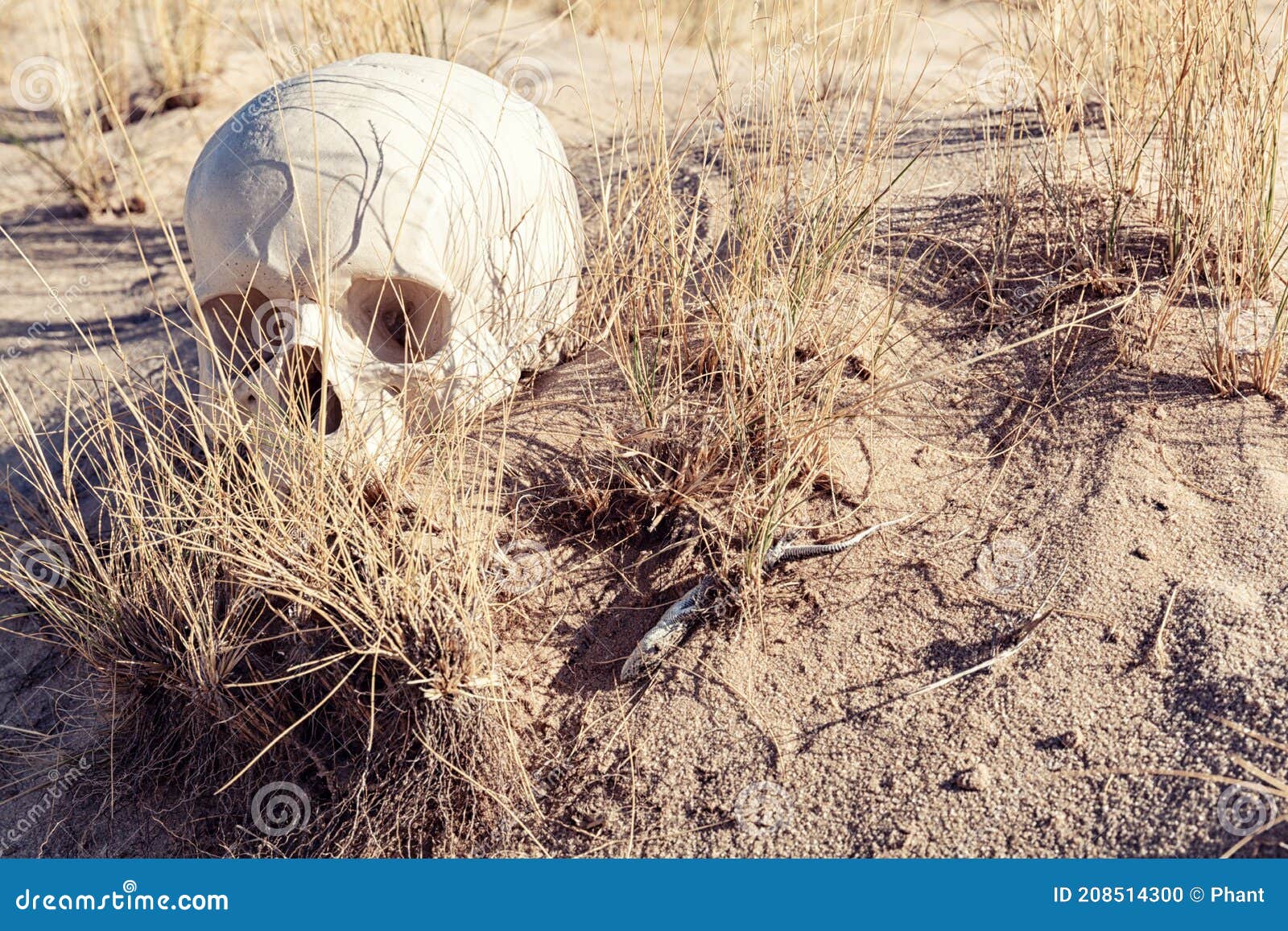 Human Skull in the Sand Desert Stock Photo - Image of outside, human ...