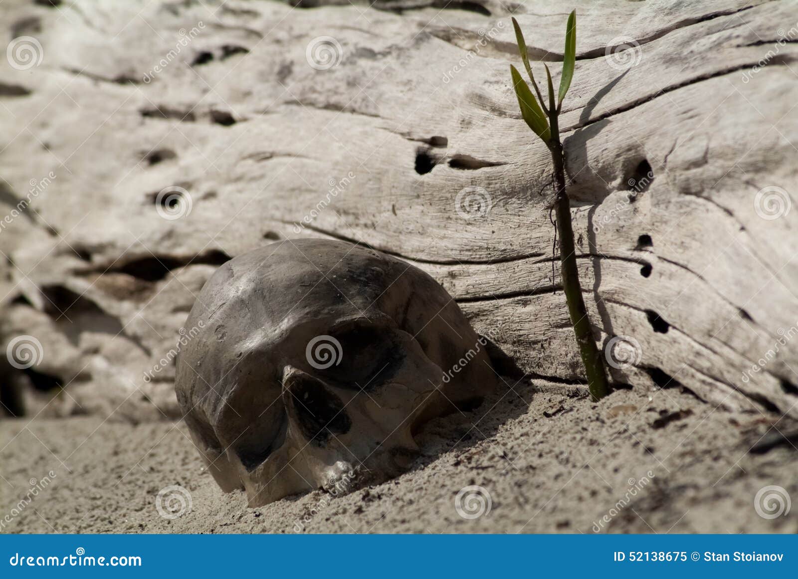 Human Skull on the Sand To Sprouted Branch Stock Image - Image of skull ...