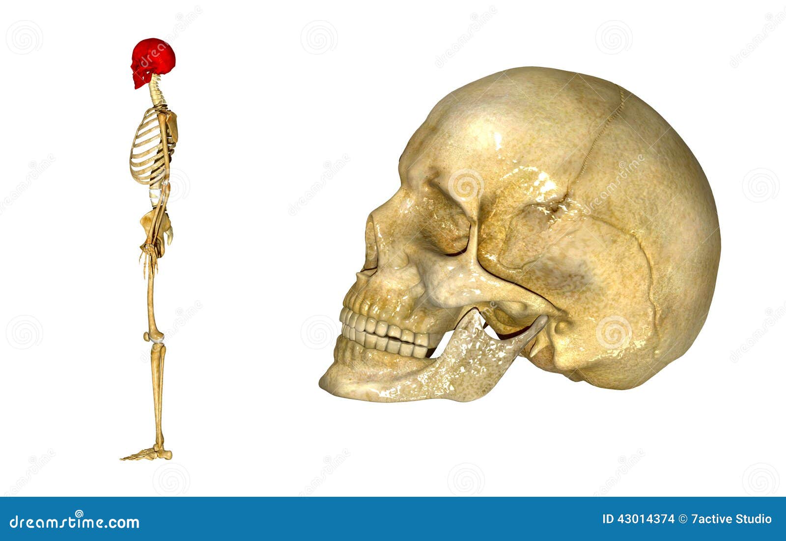 Human Skull side stock illustration. Illustration of halloween - 43014374