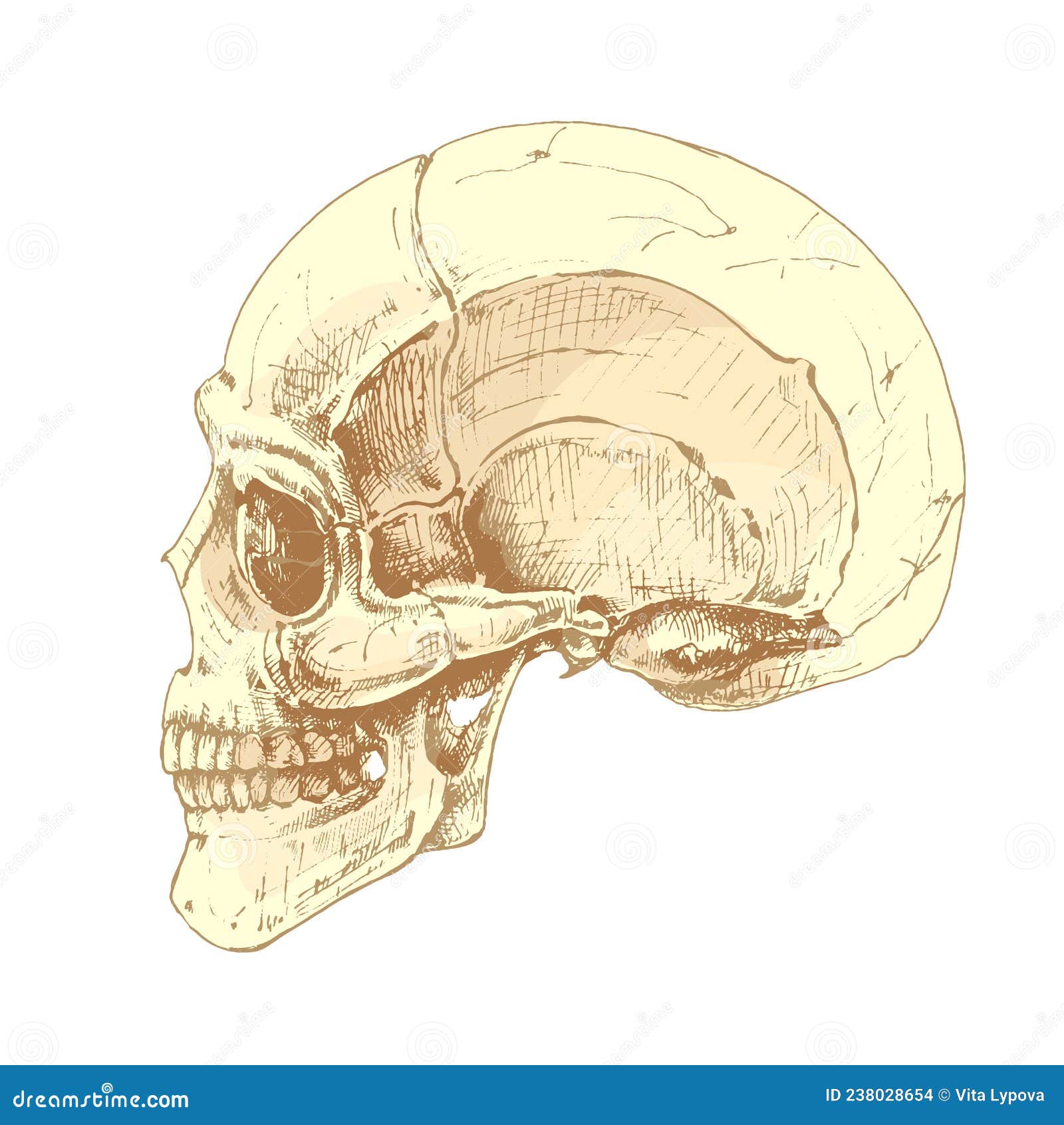 437_skull, side view stock vector. Illustration of dead - 238028654