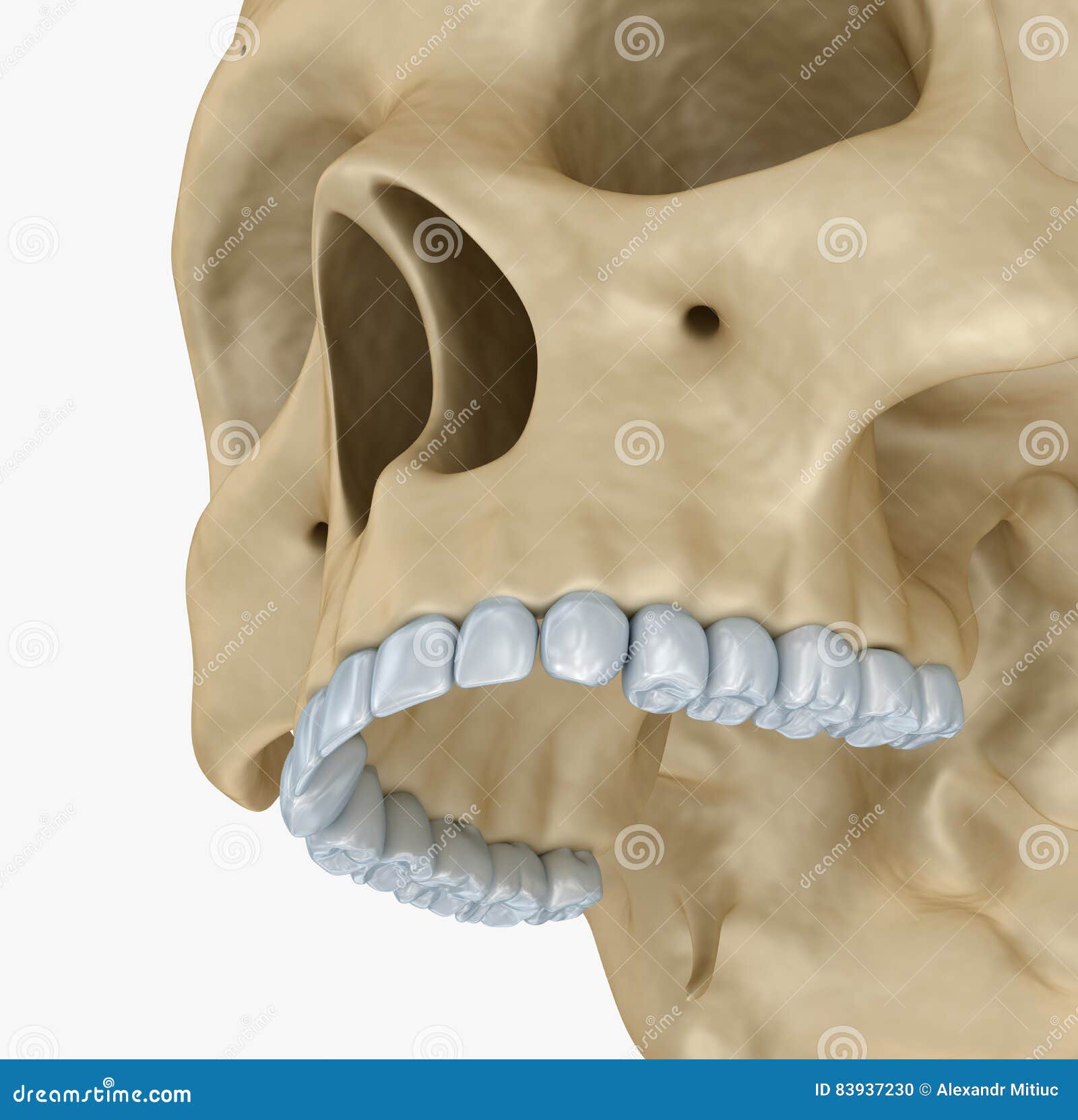 Skull, Skeleton, Anatomy, Bone, Head Icon. Element Of History Color ...