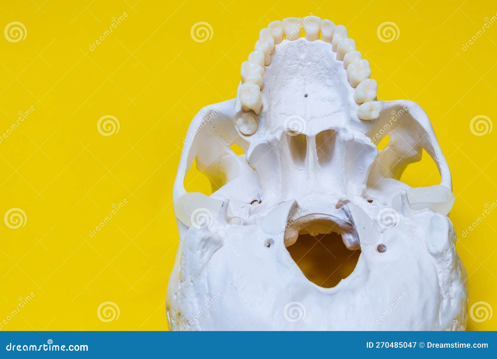 Human Skull the Structure of the Bone of the Head . Layout Medical ...