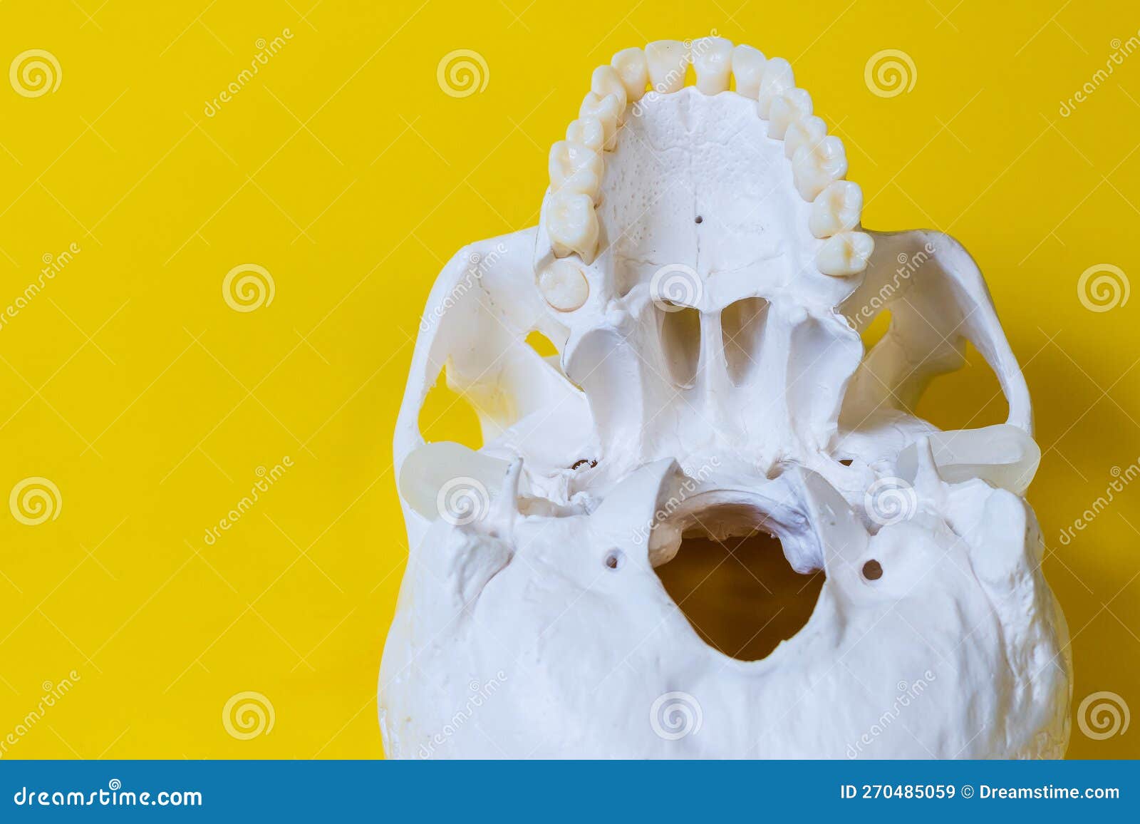 Human Skull the Structure of the Bone of the Head . Layout Medical ...