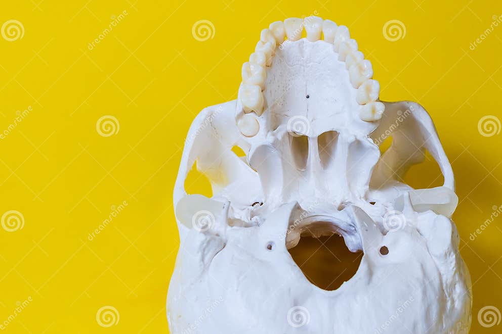 Human Skull the Structure of the Bone of the Head . Layout Medical ...