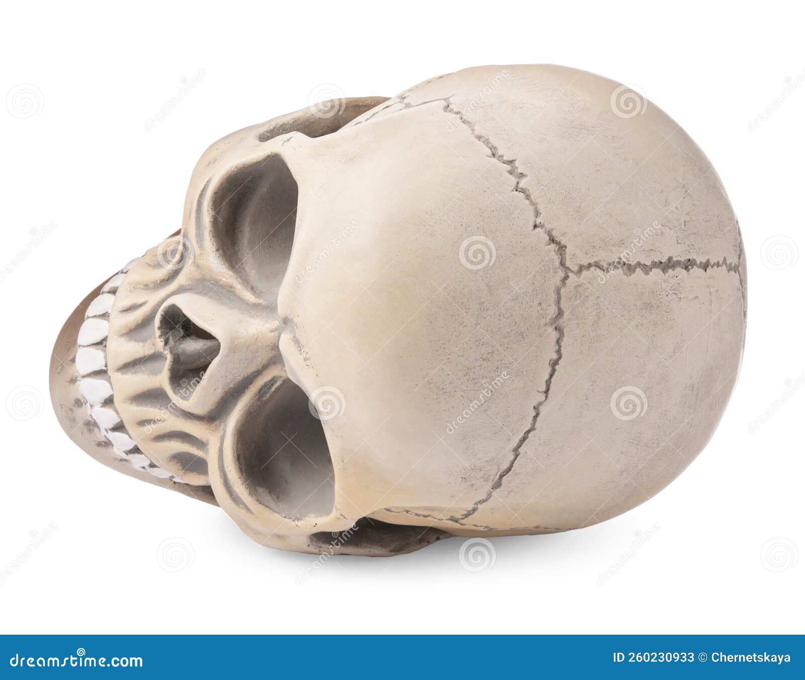 Human Skull with Teeth Isolated on White Stock Image - Image of decay ...