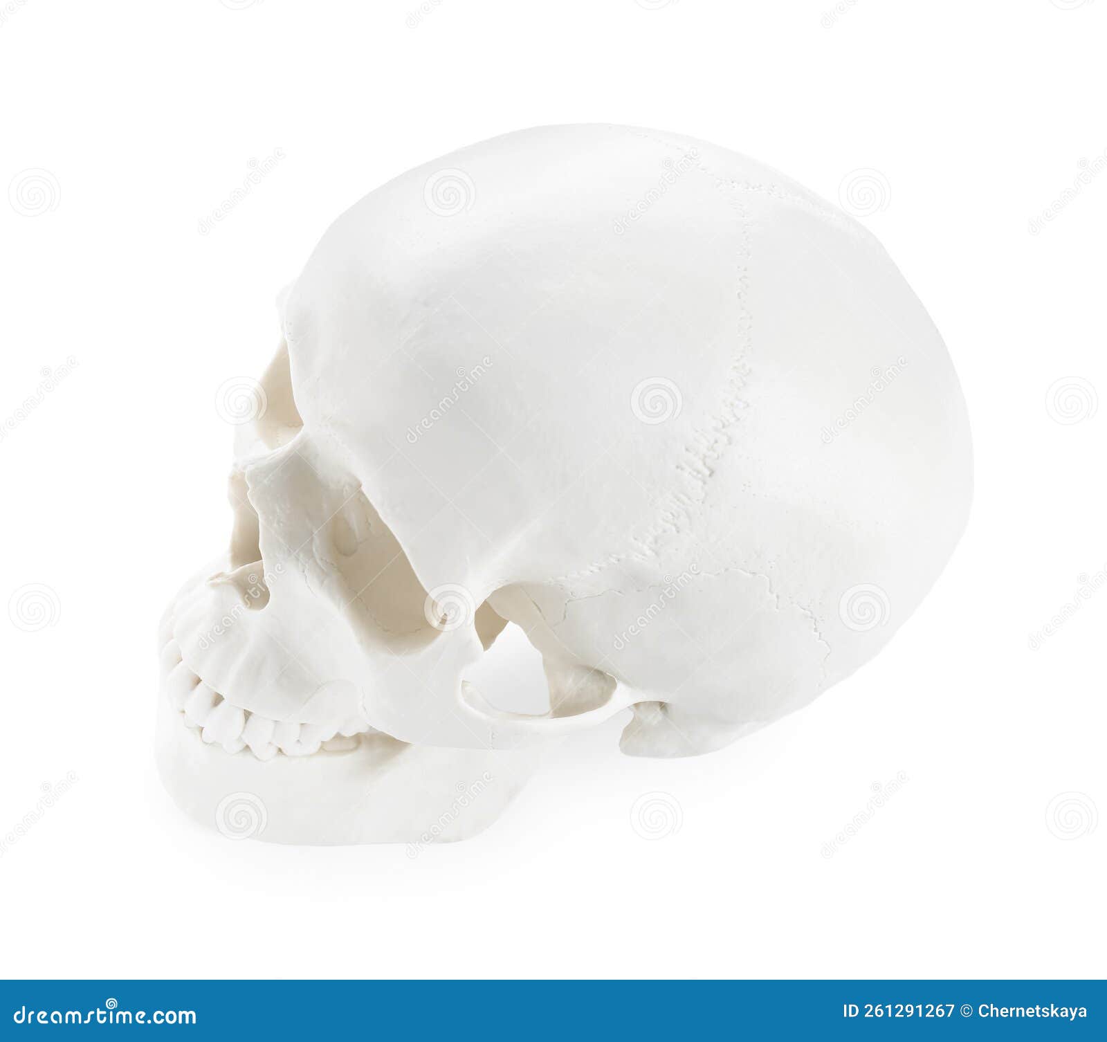 Human Skull with Teeth Isolated on White Stock Image - Image of creepy ...