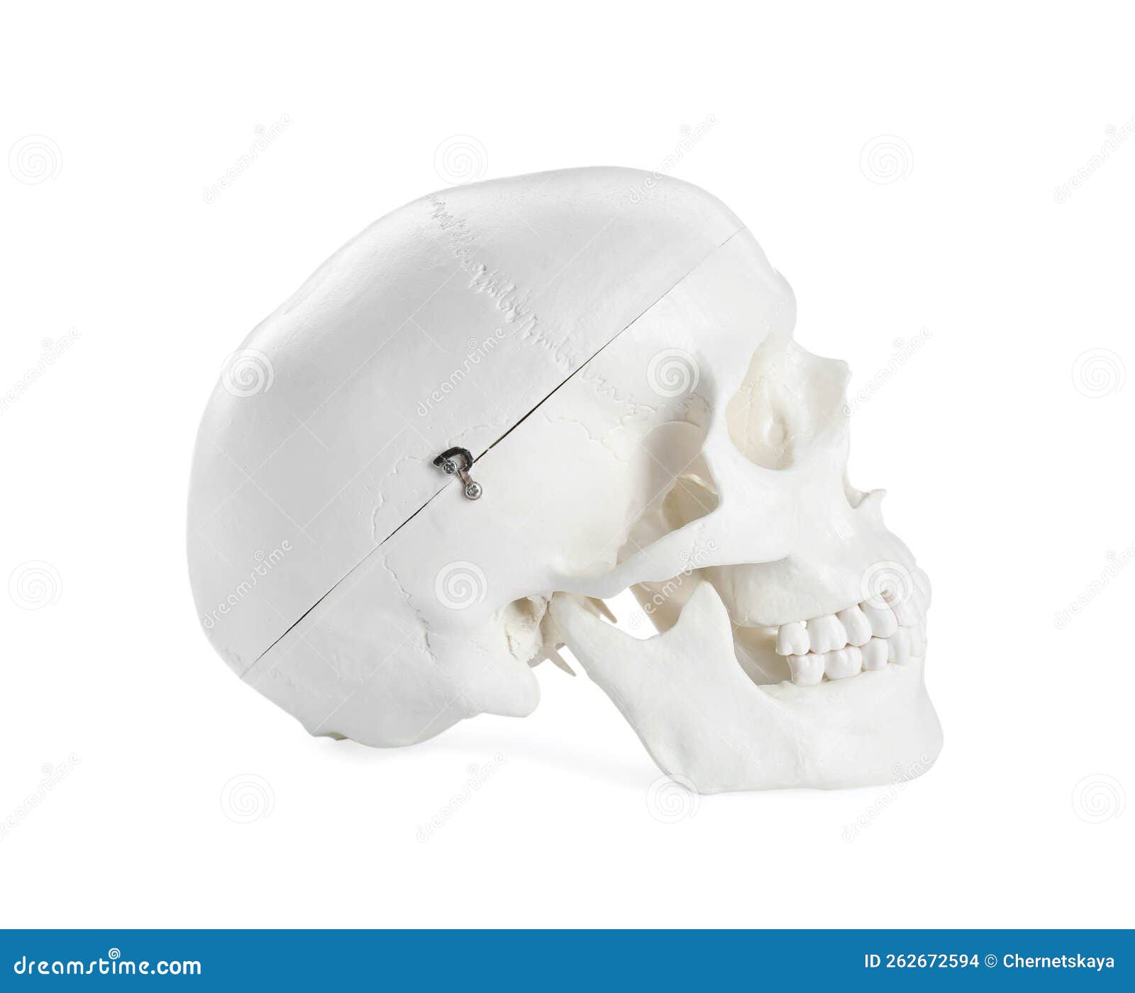 Human Skull with Teeth Isolated on White Stock Photo - Image of color ...