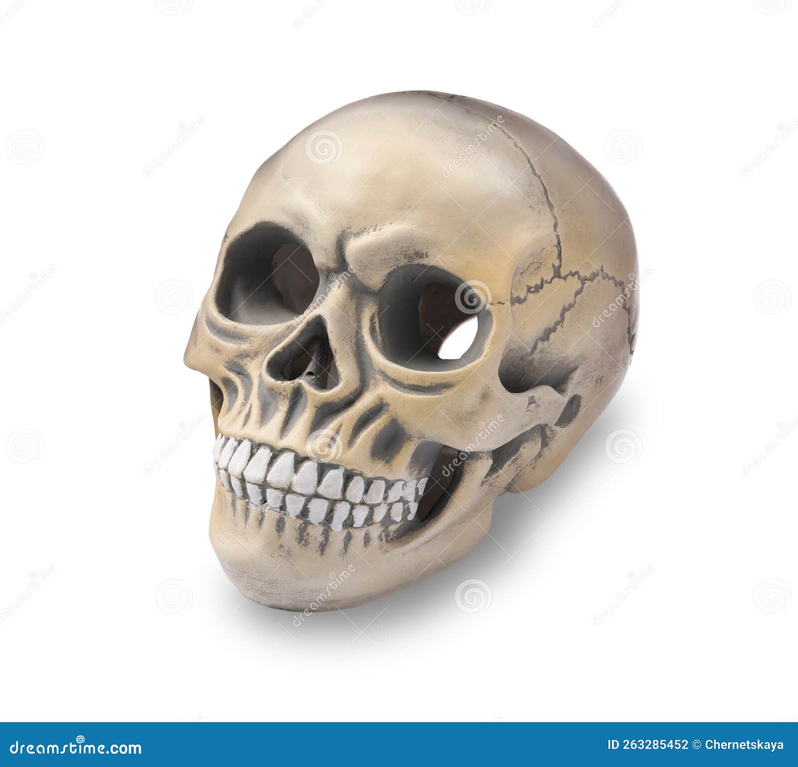 Human Skull with Teeth Isolated on White Stock Photo - Image of creepy ...