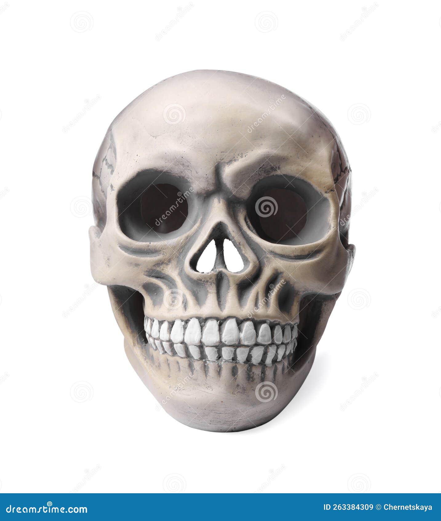 Human Skull with Teeth Isolated on White Stock Image - Image of ...