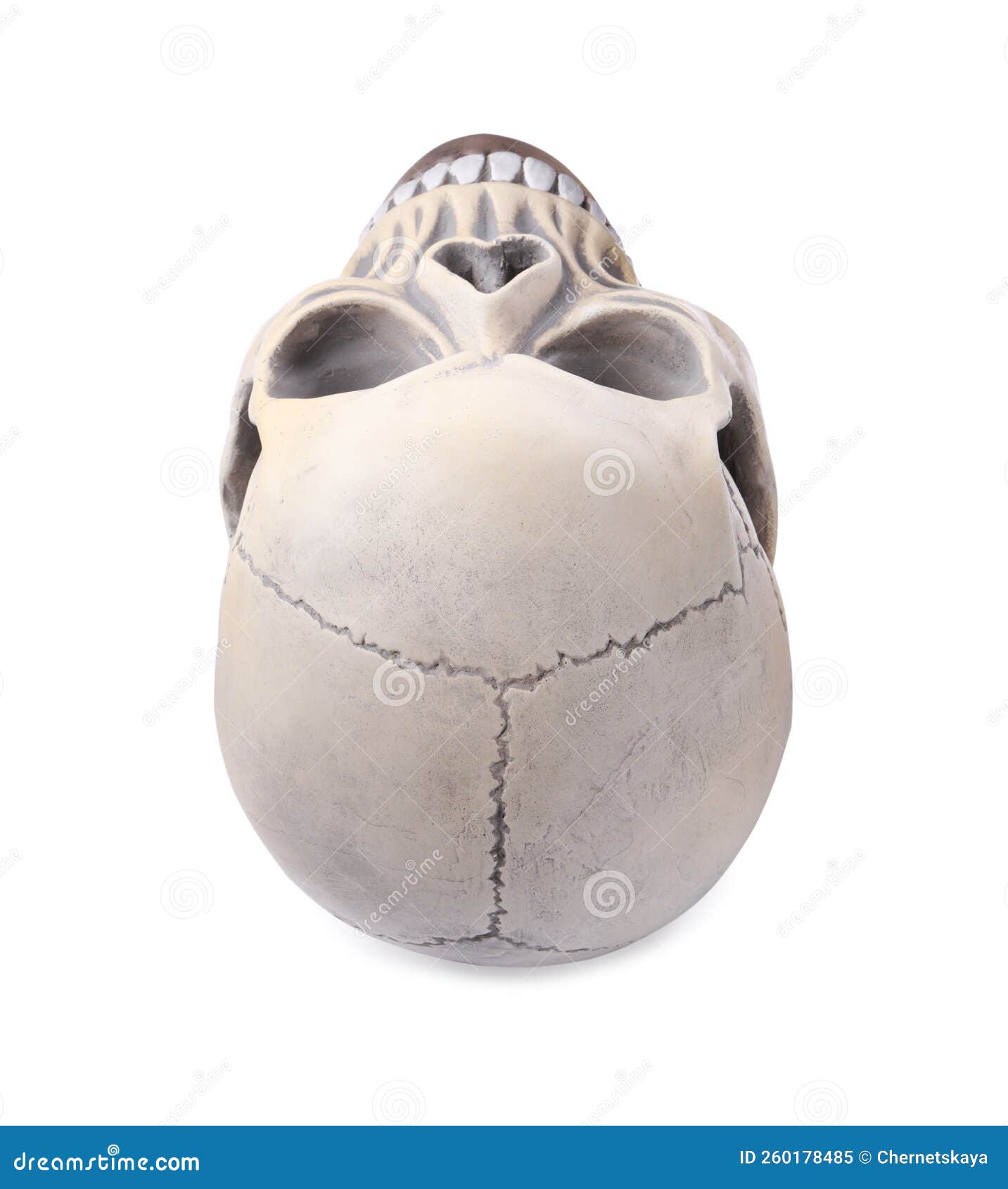 Human Skull with Teeth Isolated on White Stock Image - Image of ...