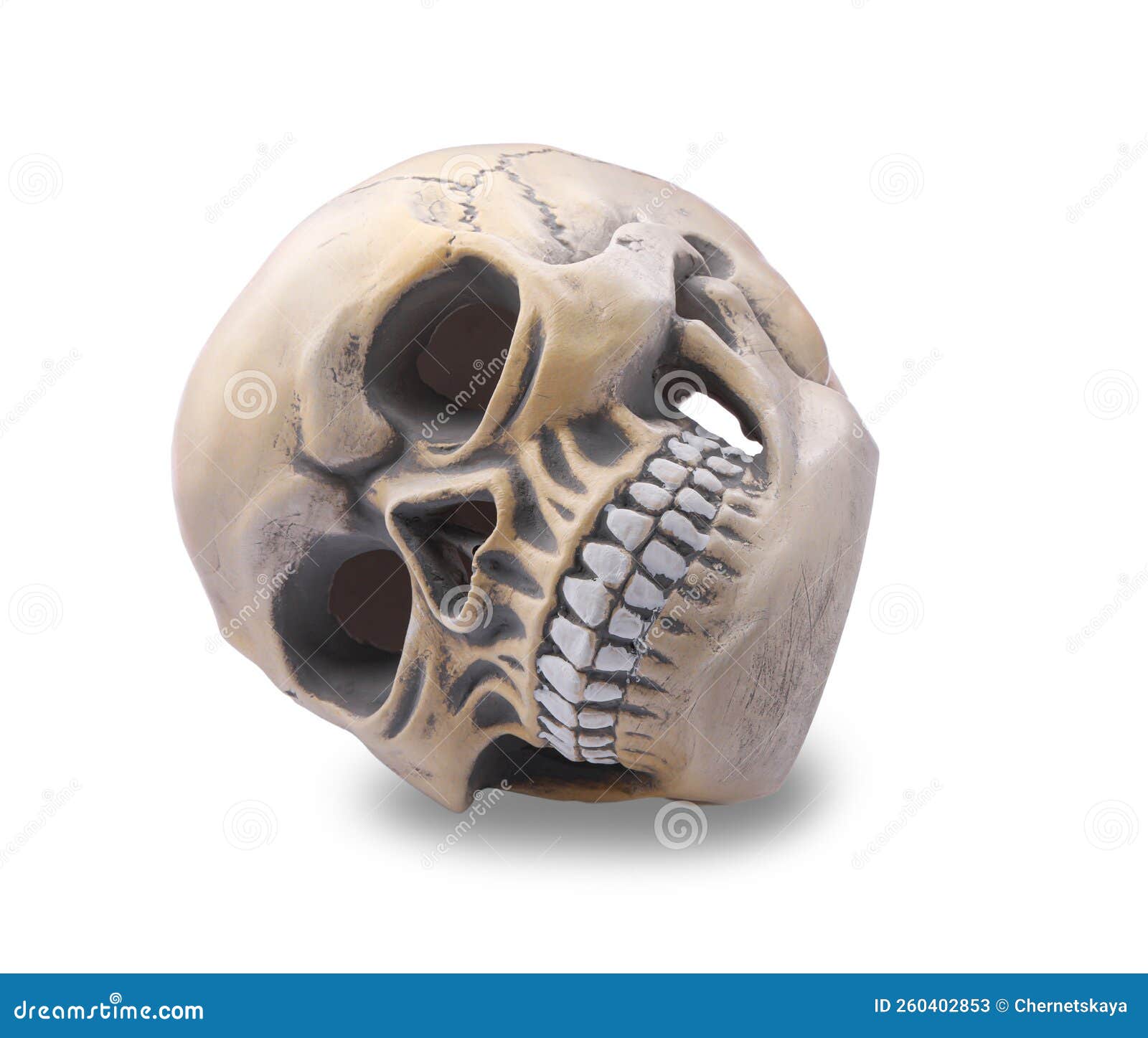 Human Skull with Teeth Isolated on White Stock Image - Image of anatomy ...