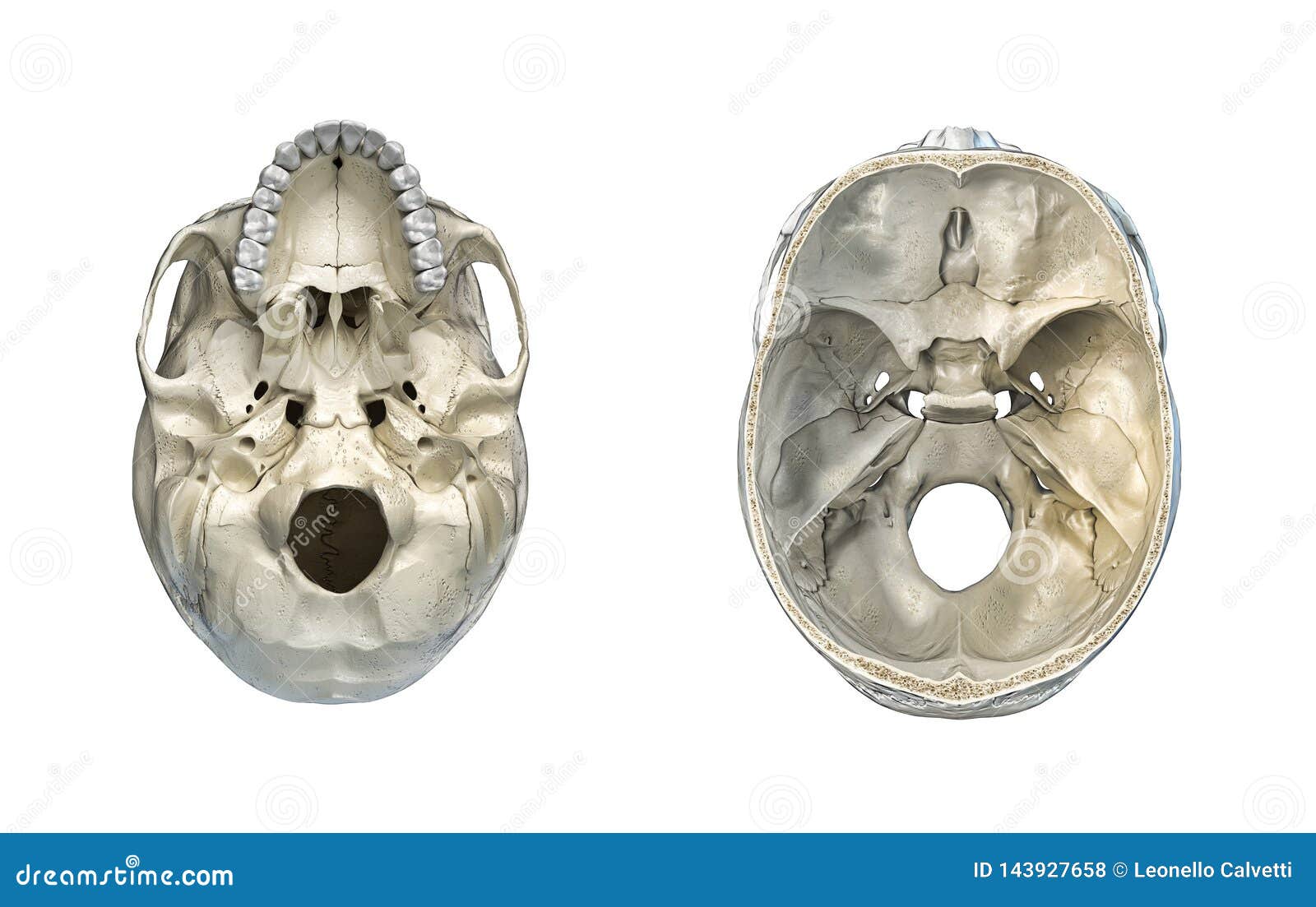 Human Skull Transversal Cross-section and Bottom View Stock ...